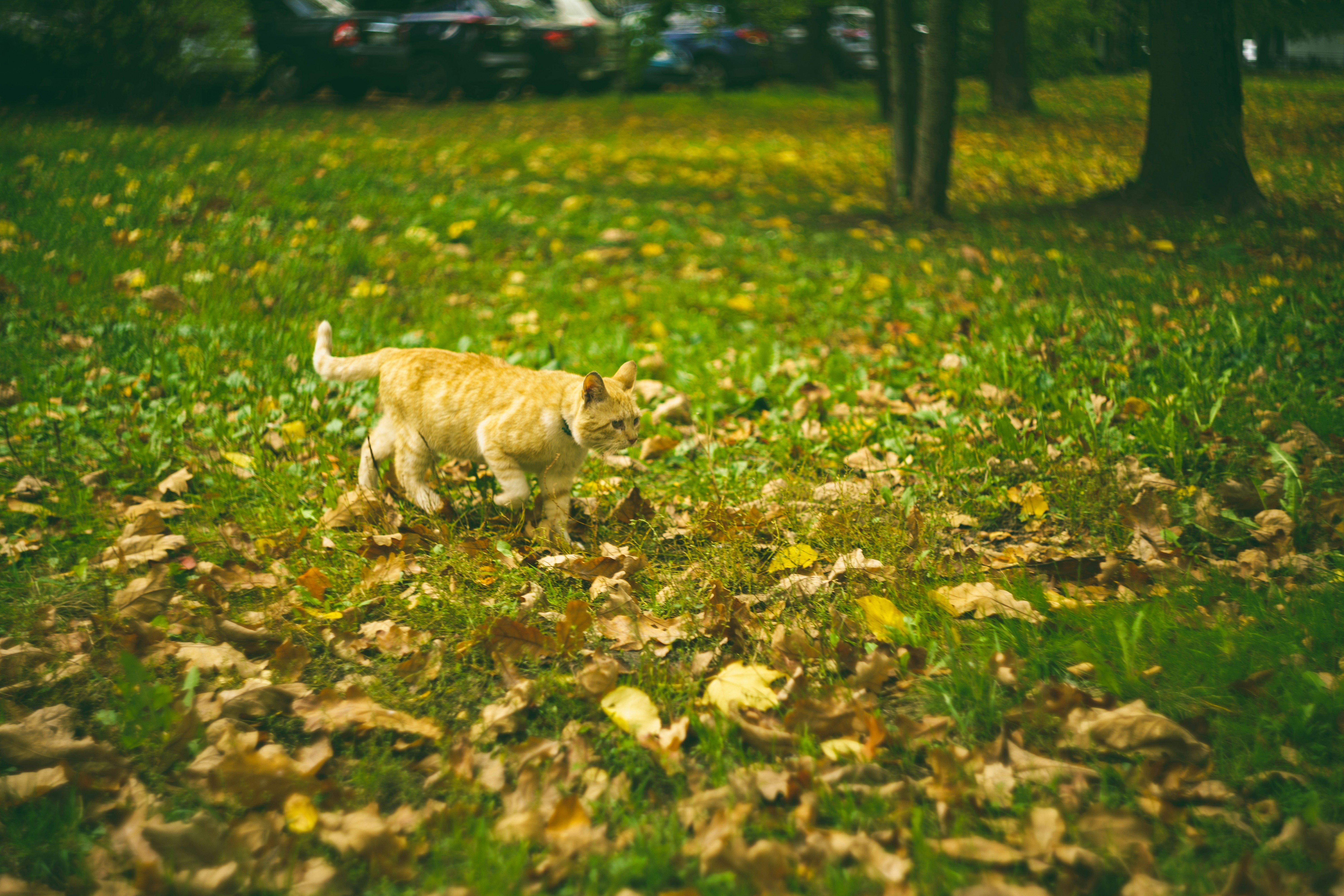 Autumn Scout: A Ginger Cat Tracing a Quiet, Leaf-Strewn Path
