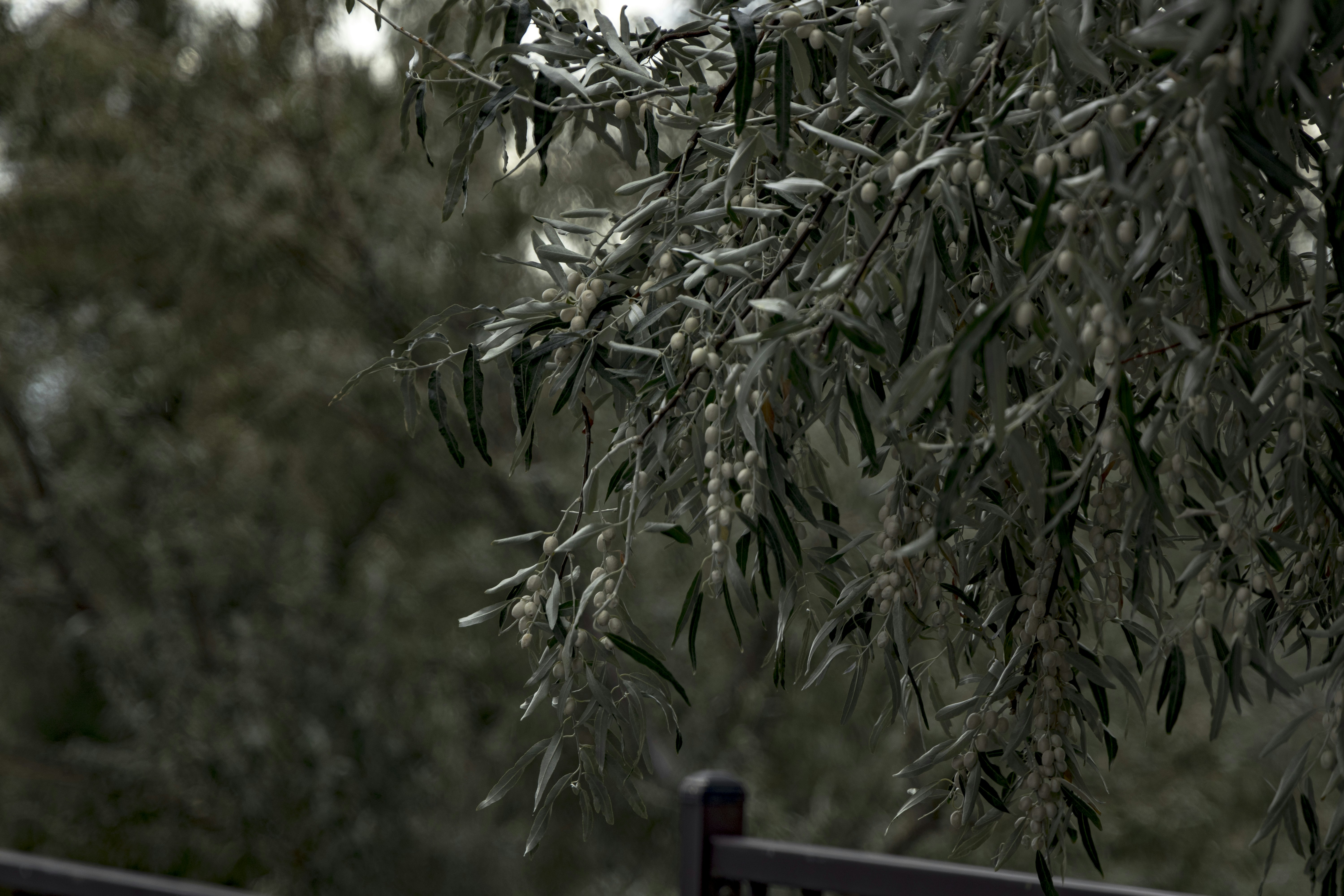 Dusk Fronds: Olive Leaves Framing a Quiet Garden Fence