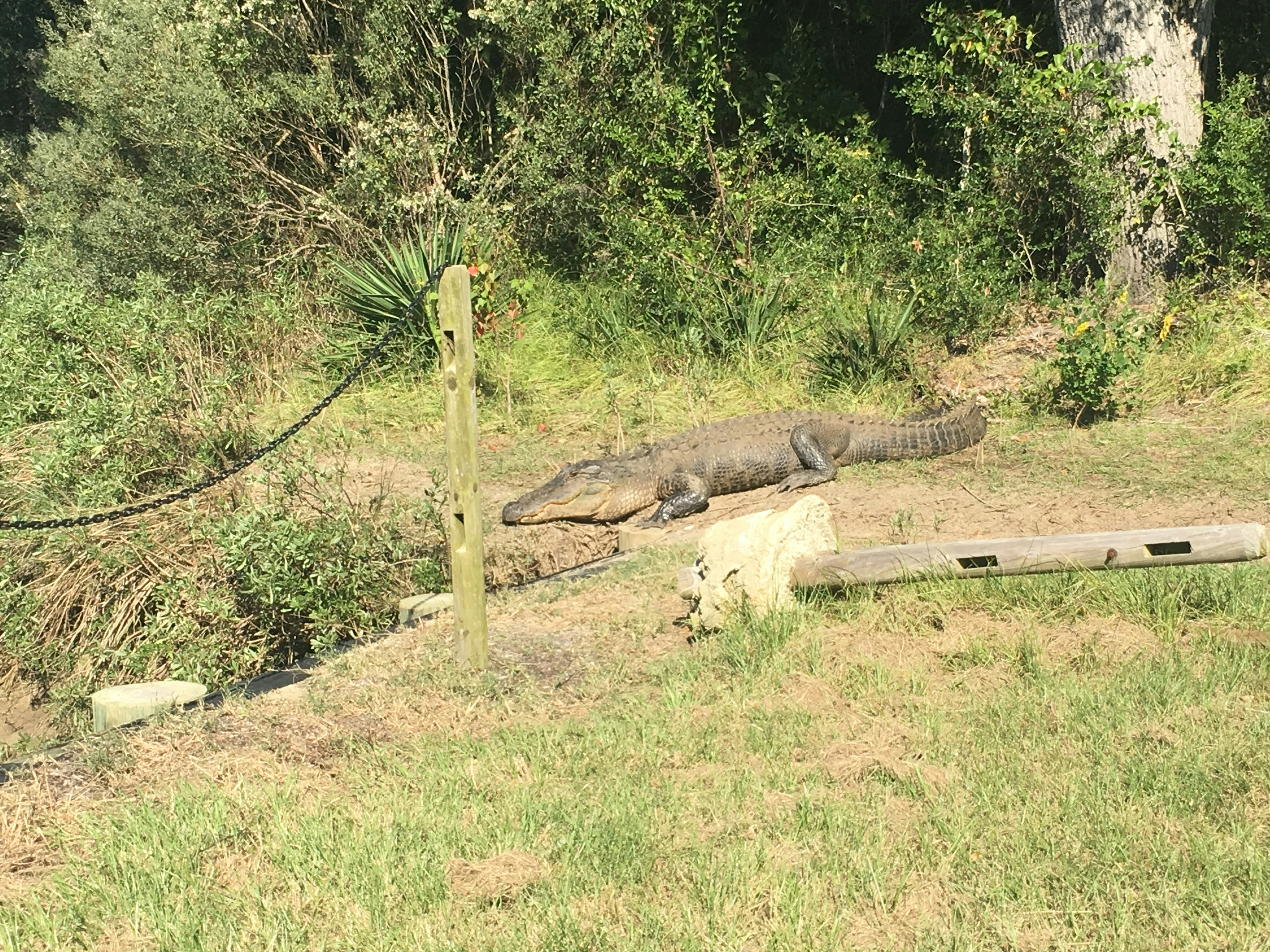 Sunlit Recline: Crocodile Lounges Along a Fence in a Green Clearing