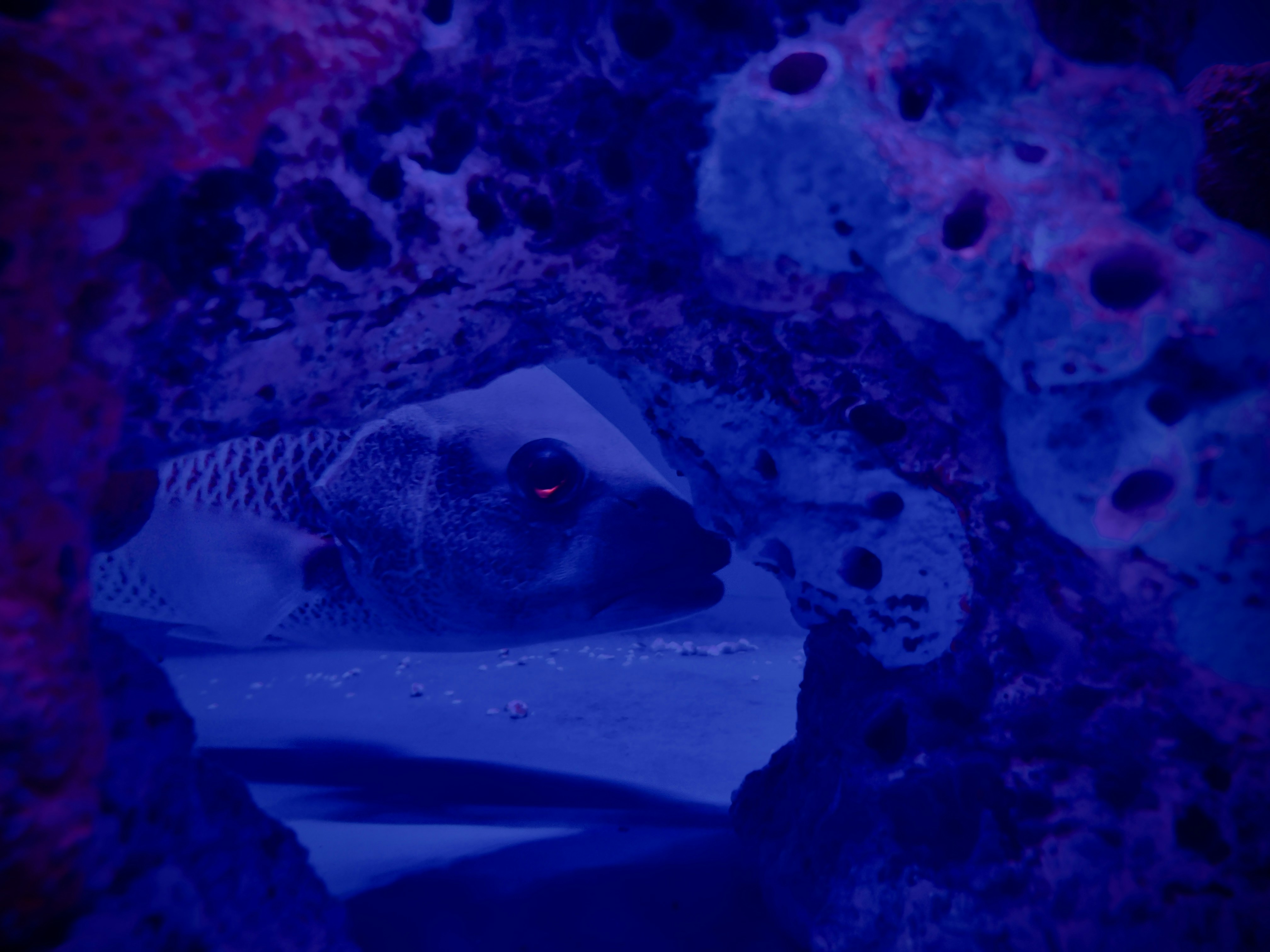 A close up of a fish in a cave photo – Free Orlando Image on Unsplash