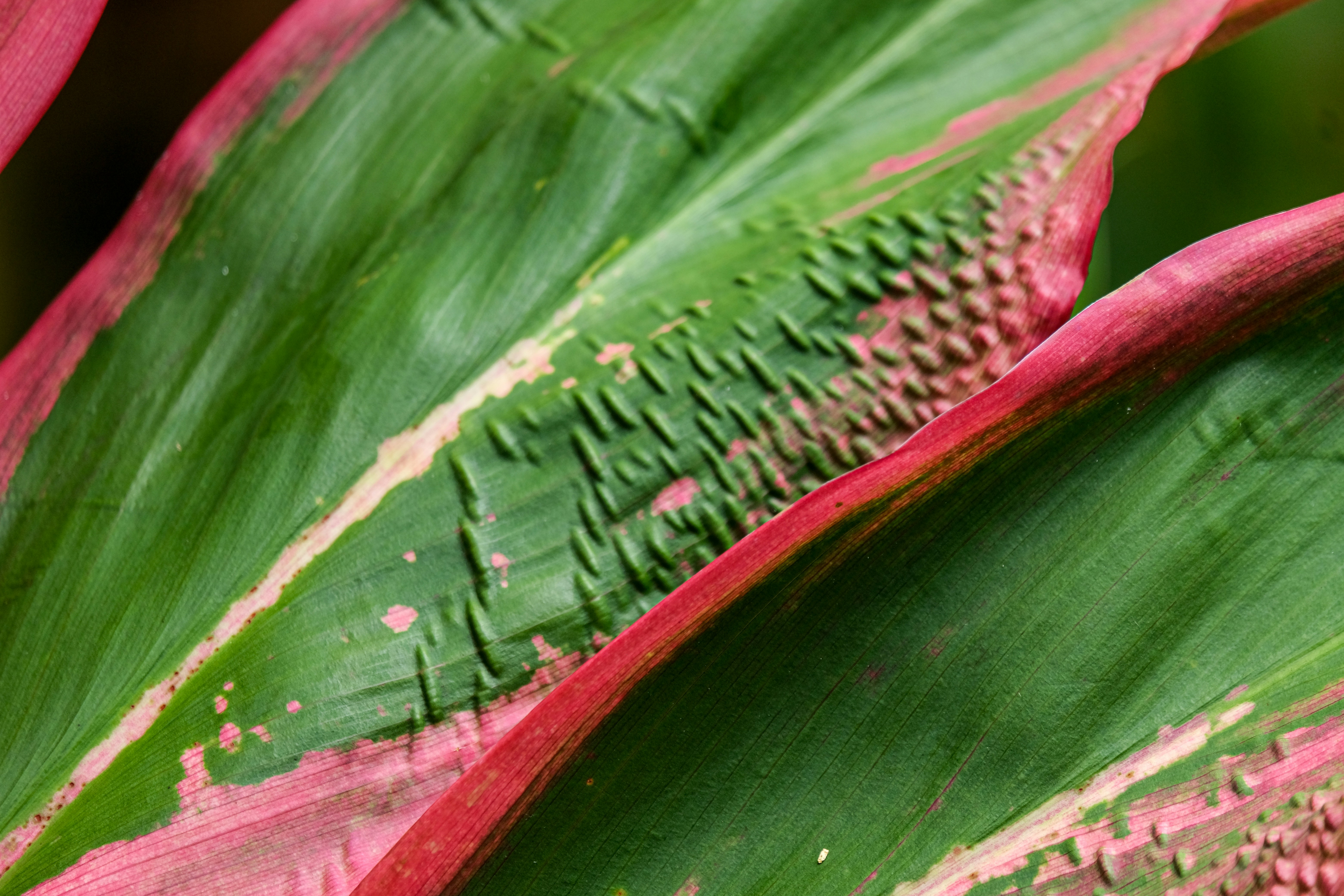Serrated Glow: Macro Texture on a Pink-Edged Tropical Leaf