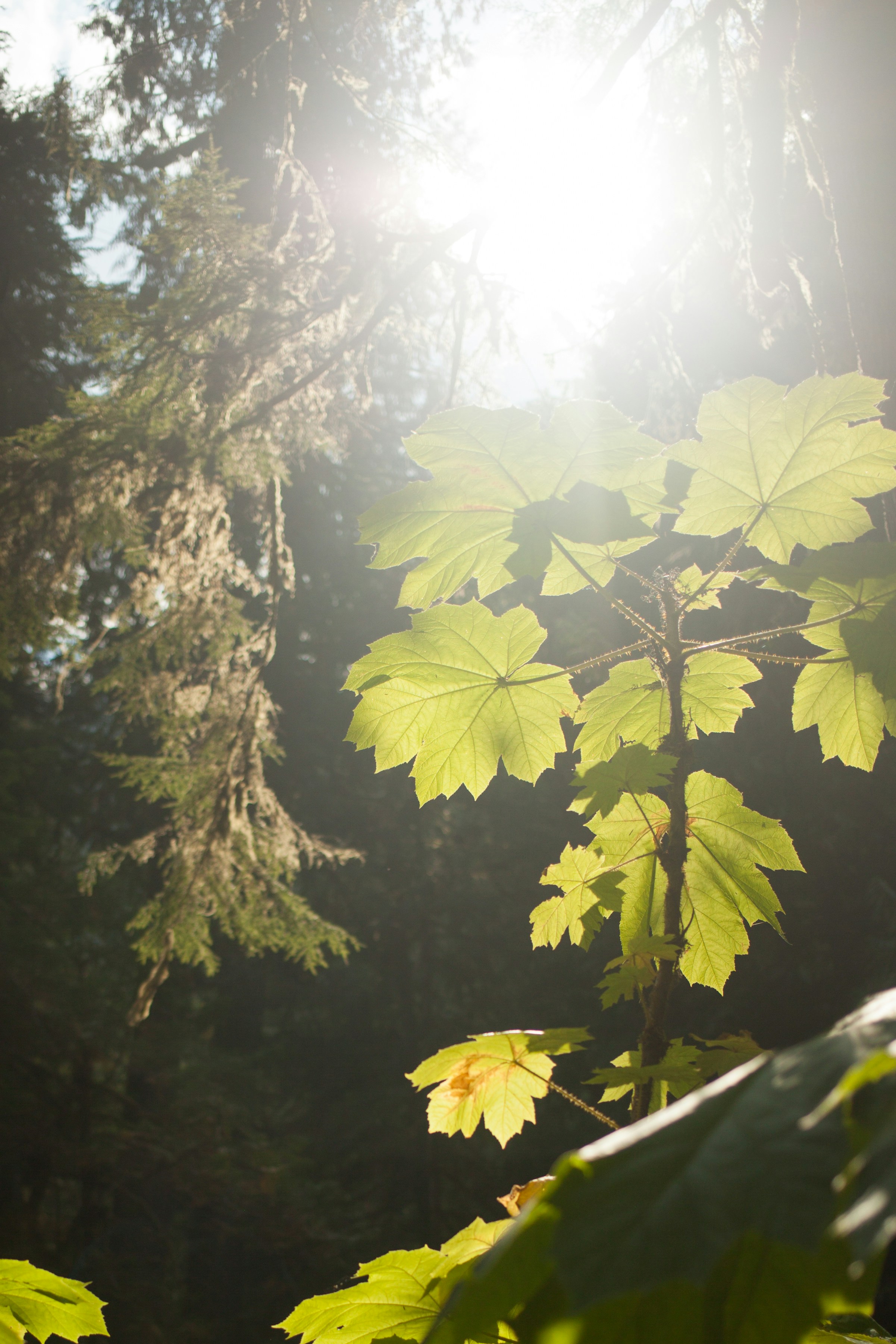 Sun-Backlit Palmate Leaves in a Quiet Forest