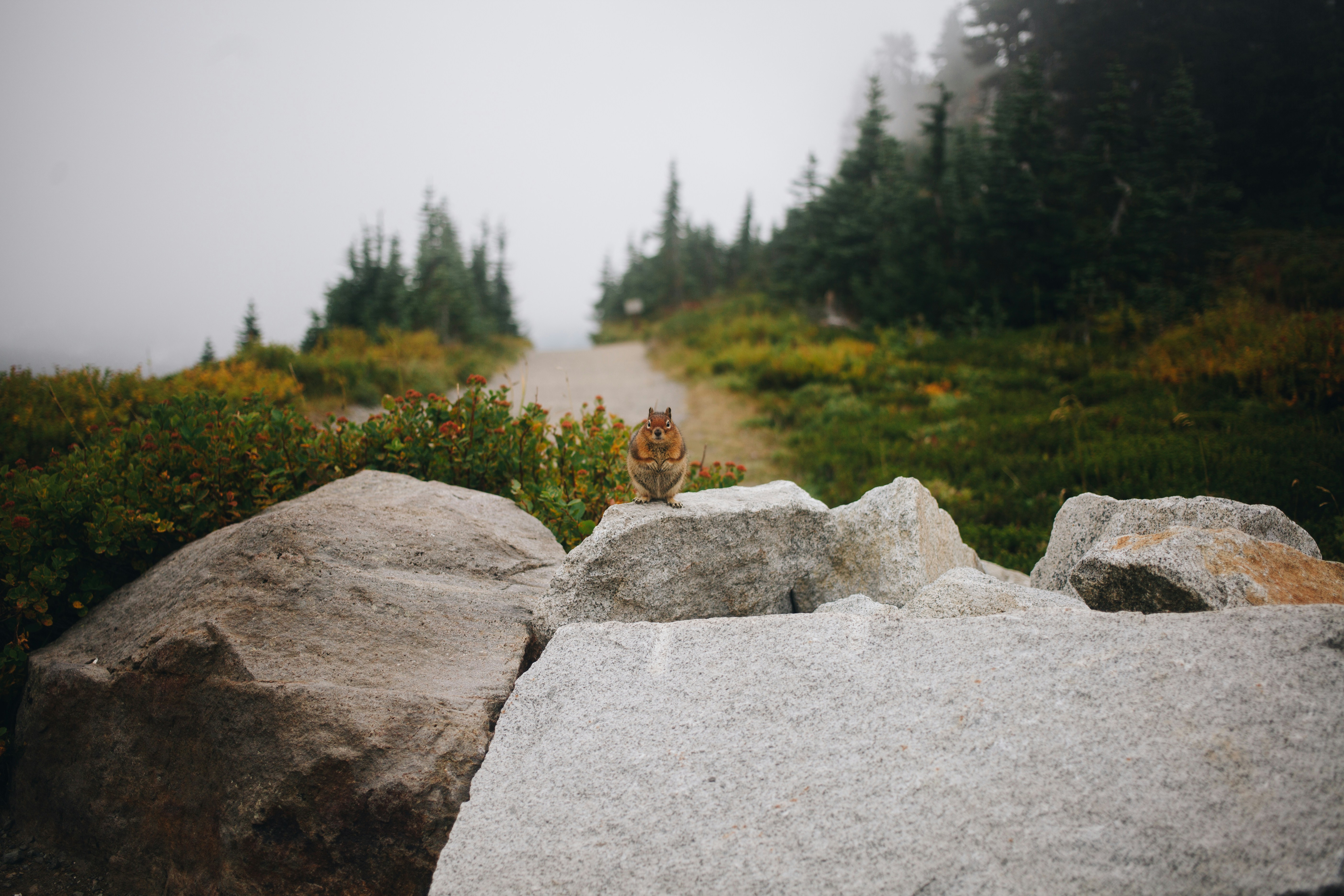 Mist-veiled Sentry: Squirrel on Granite Amid a Quiet Forest