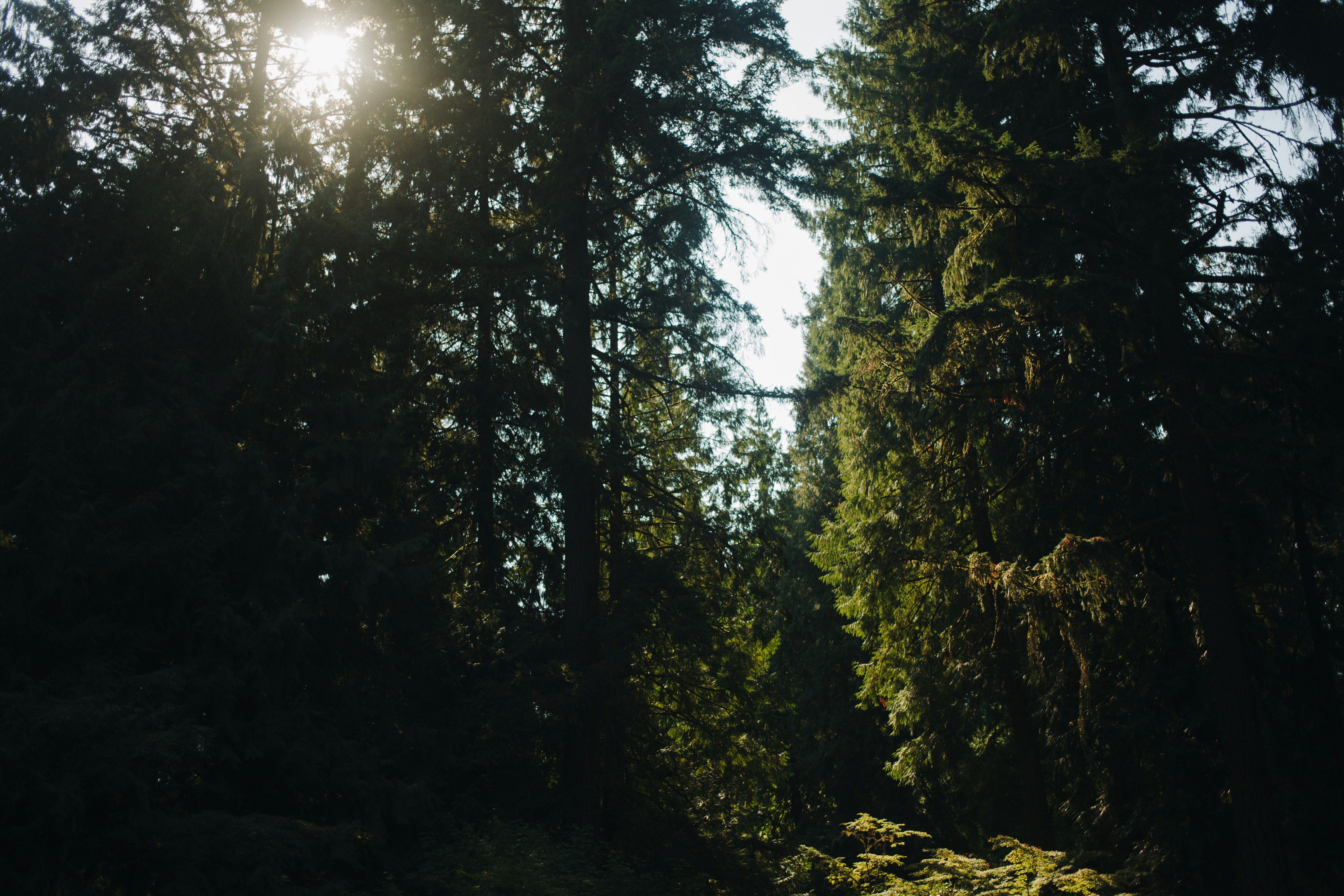 Sunbreak Through a Pine Cathedral at Dawn