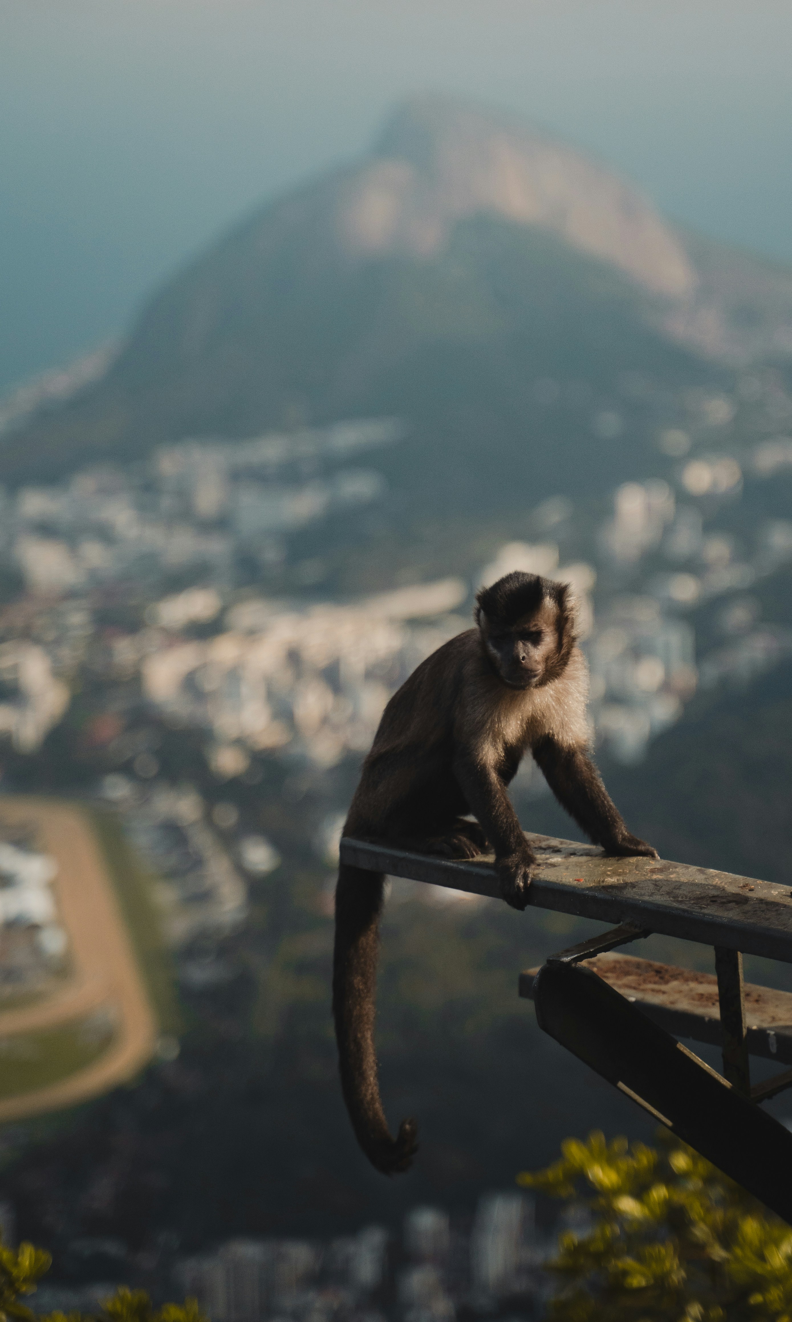 A monkey sitting on top of a wooden rail photo – Free Animal Image on ...