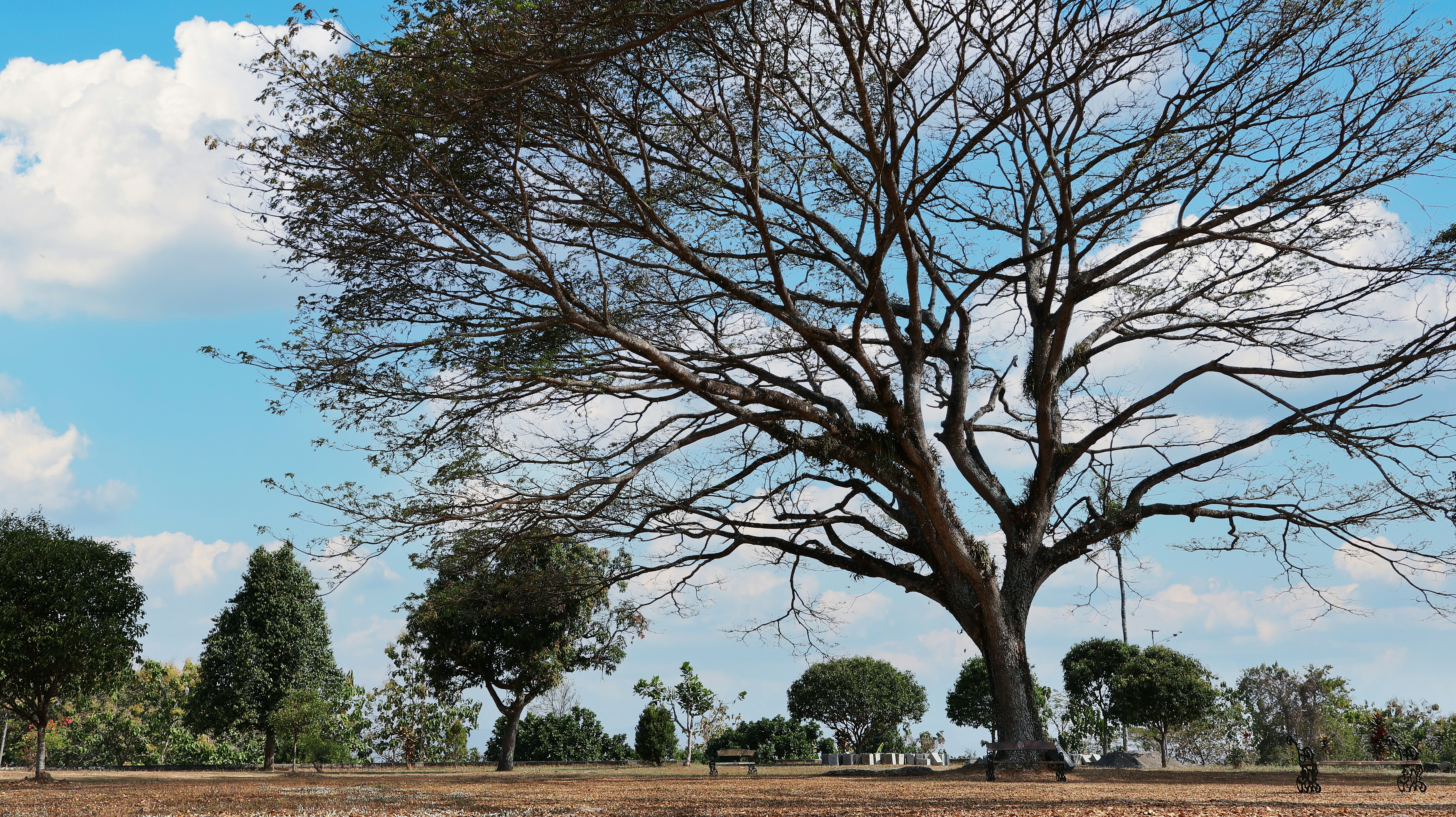 Foto Un gran árbol sin hojas en medio de un campo – Imagen Ciudad de ...