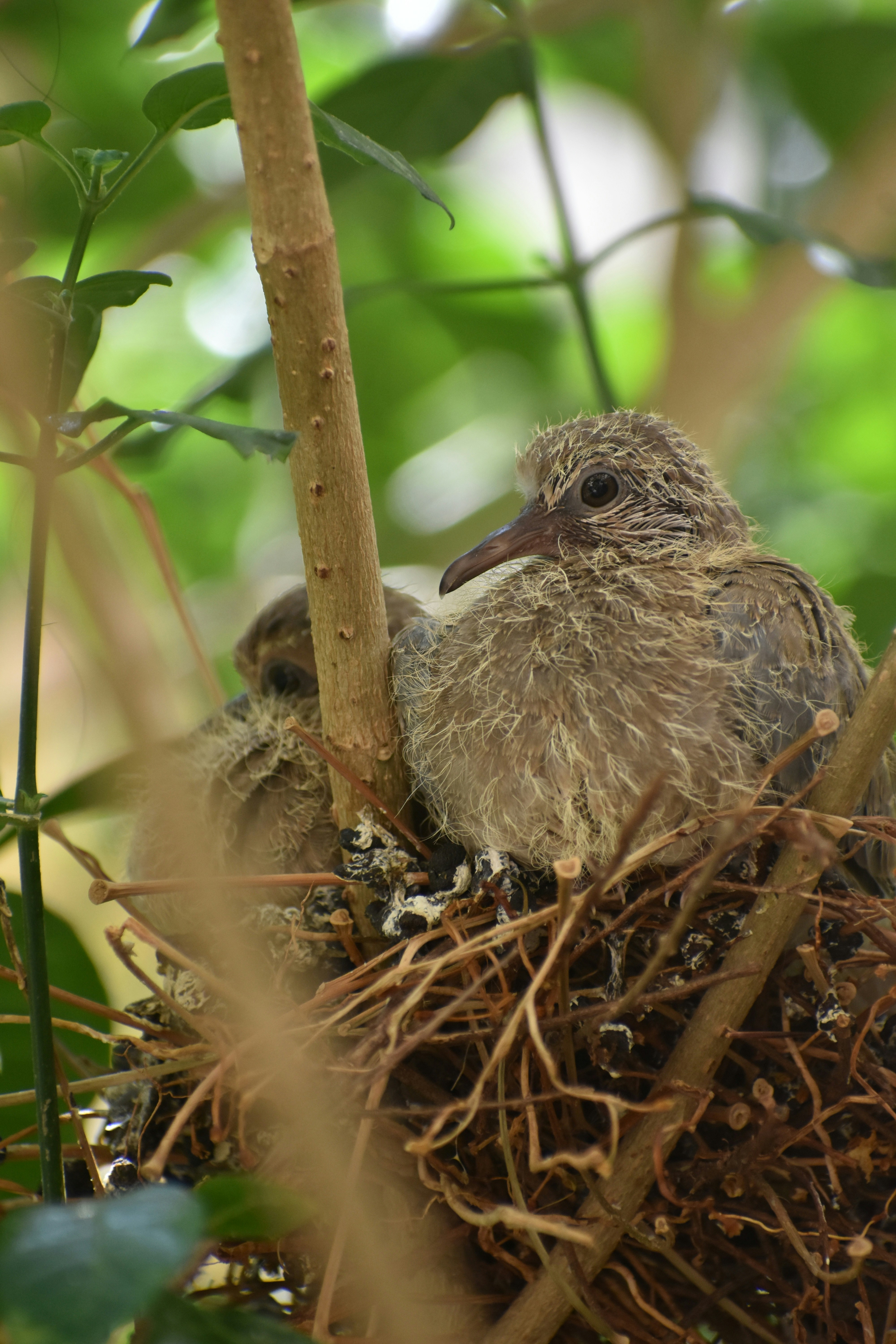 Dappled dawn: twin nestlings in a twig cradle