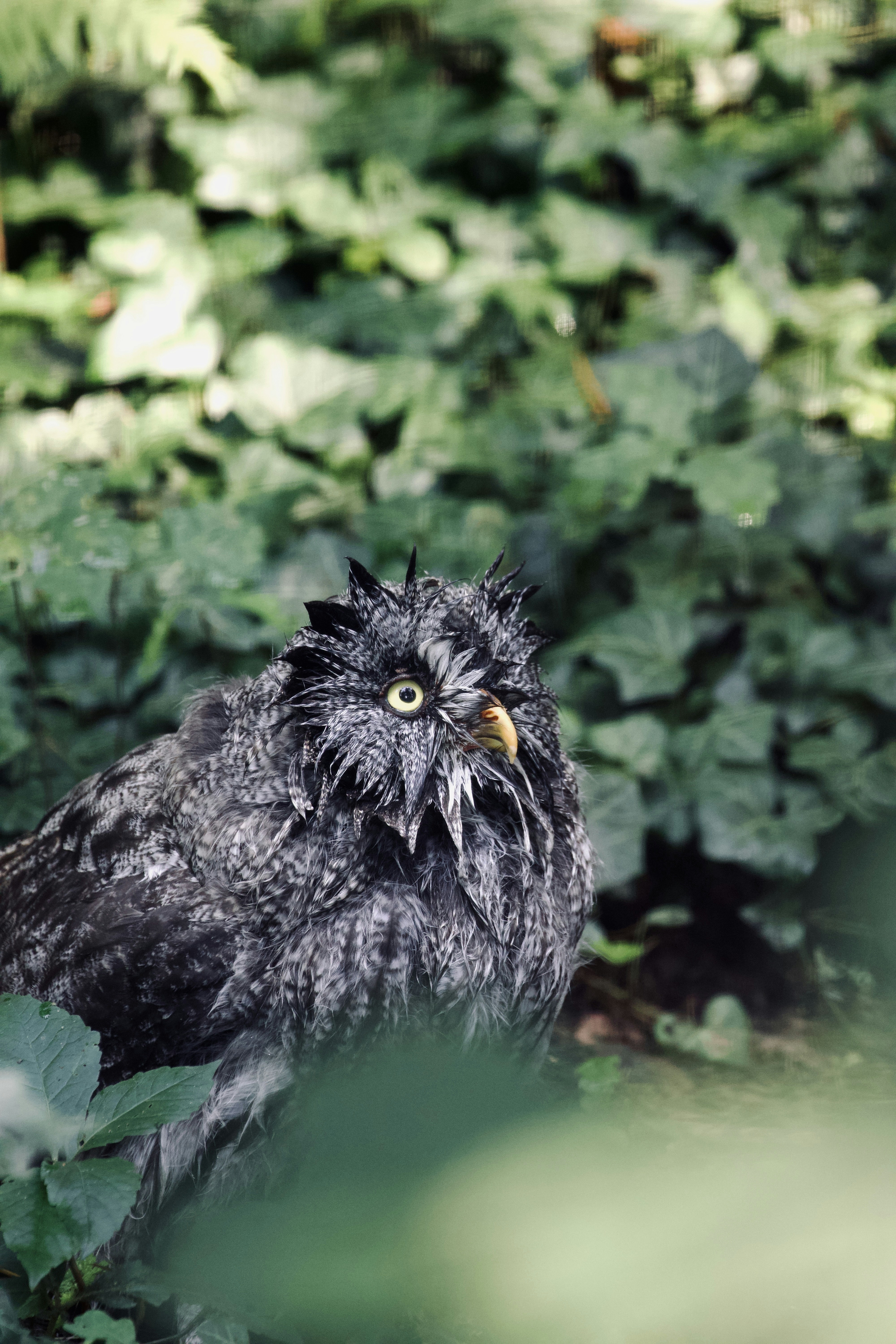 An owl is sitting in the middle of a bush photo – Free Animal Image on ...