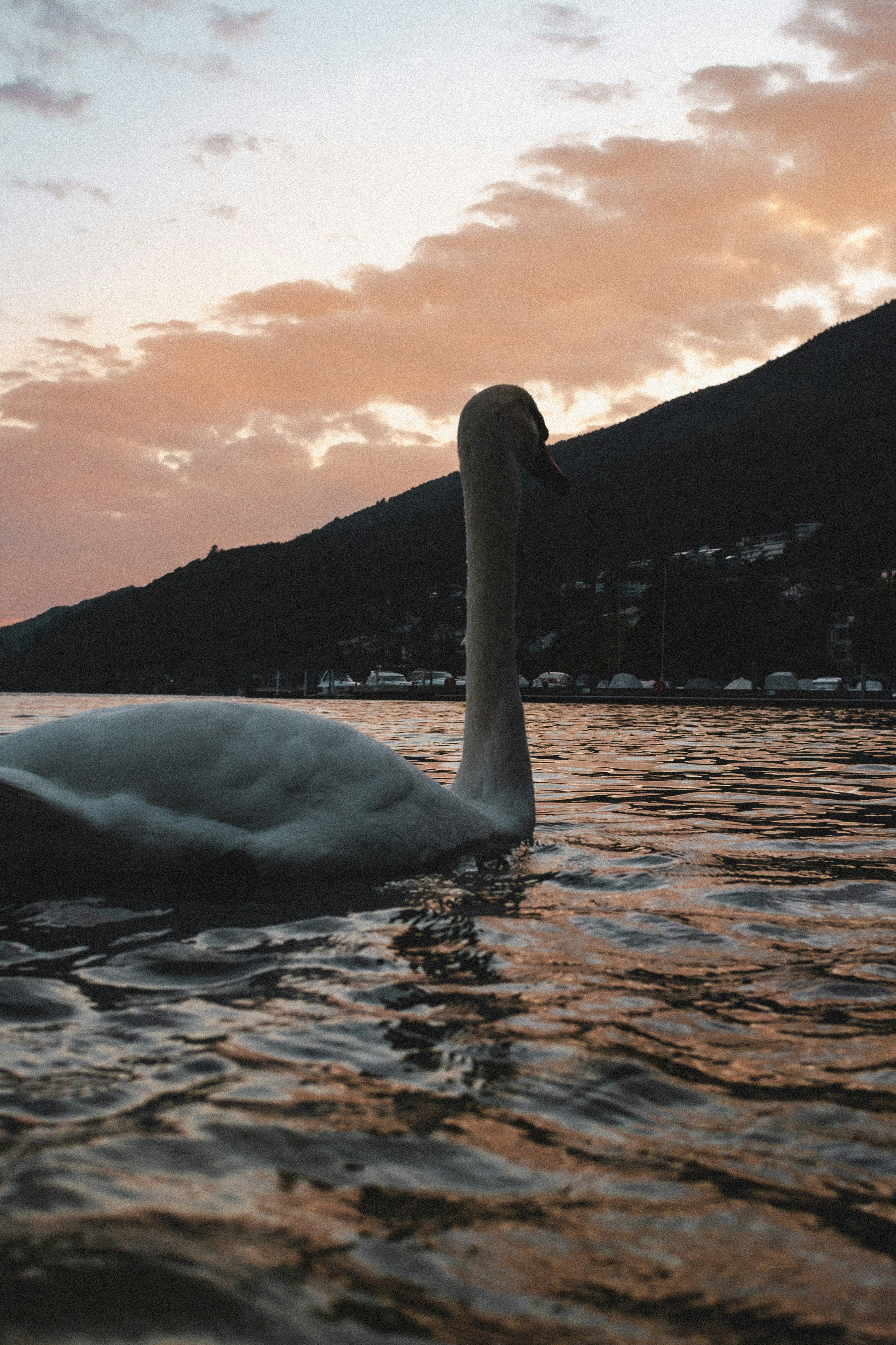 Dusk Glide: A Swan in Sunset's Quiet Mirror