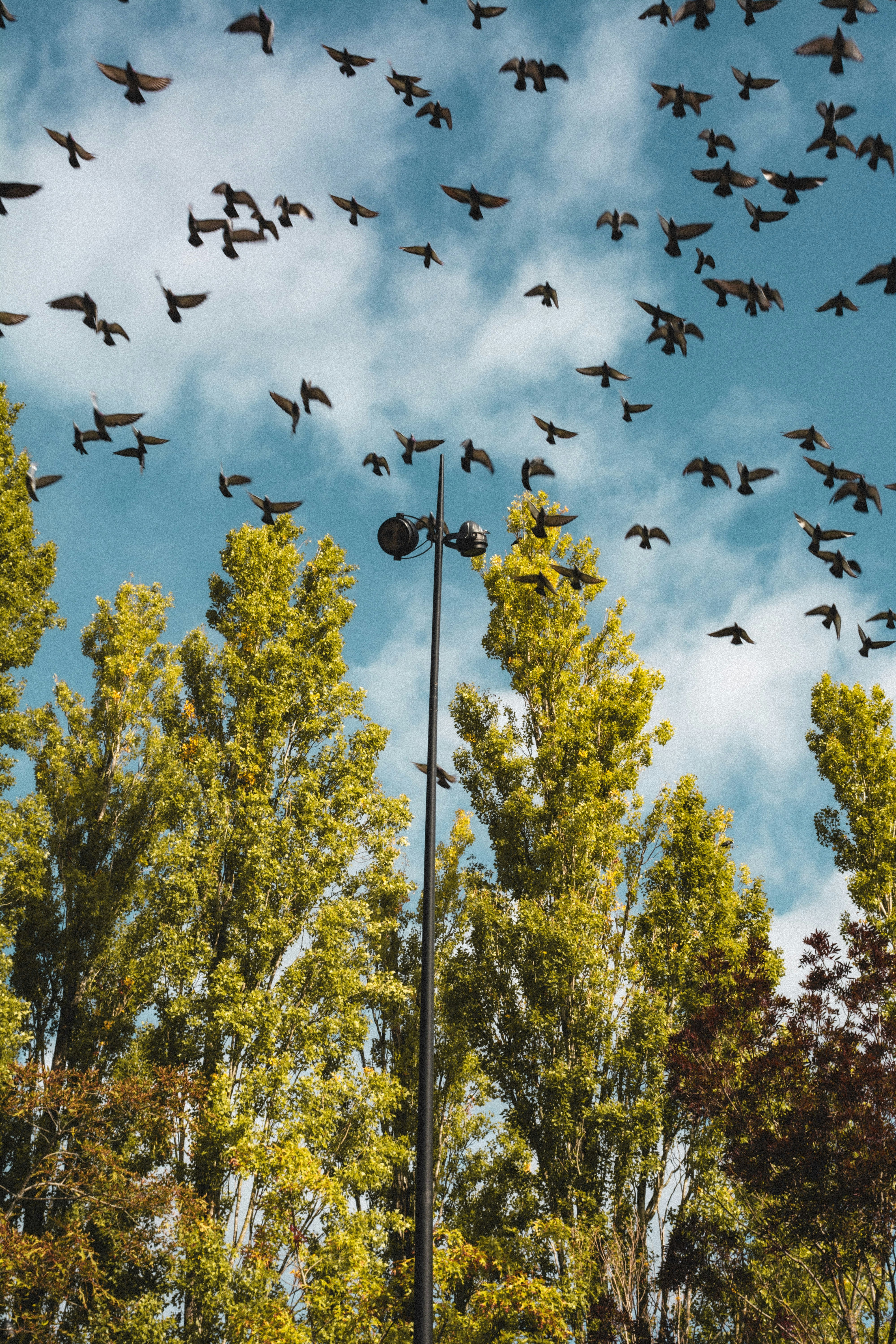Midday Flock Over a Lamppost Against an Autumn Canopy