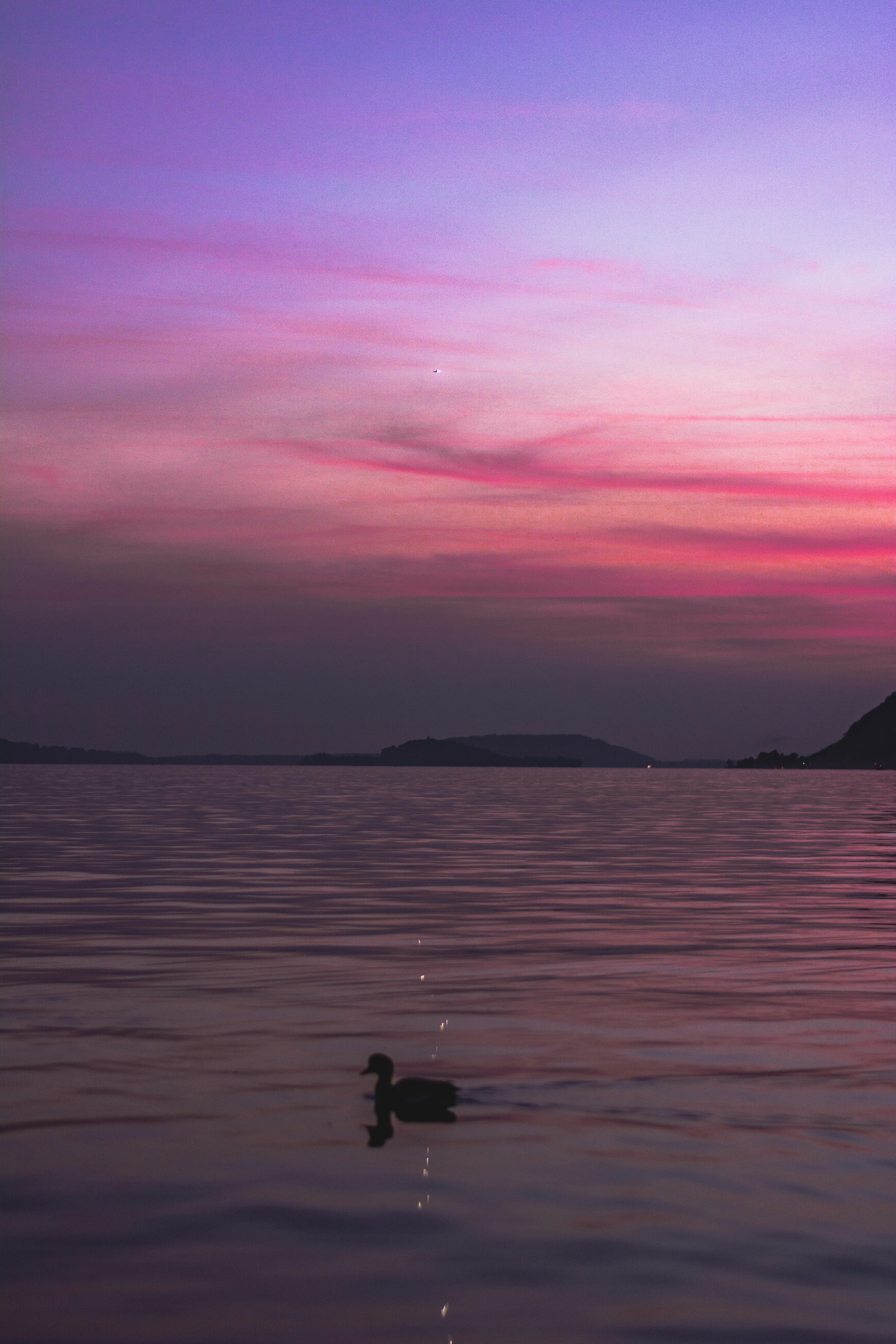 Pastel Tide: A solitary duck drifts beneath a lavender-rose sunset