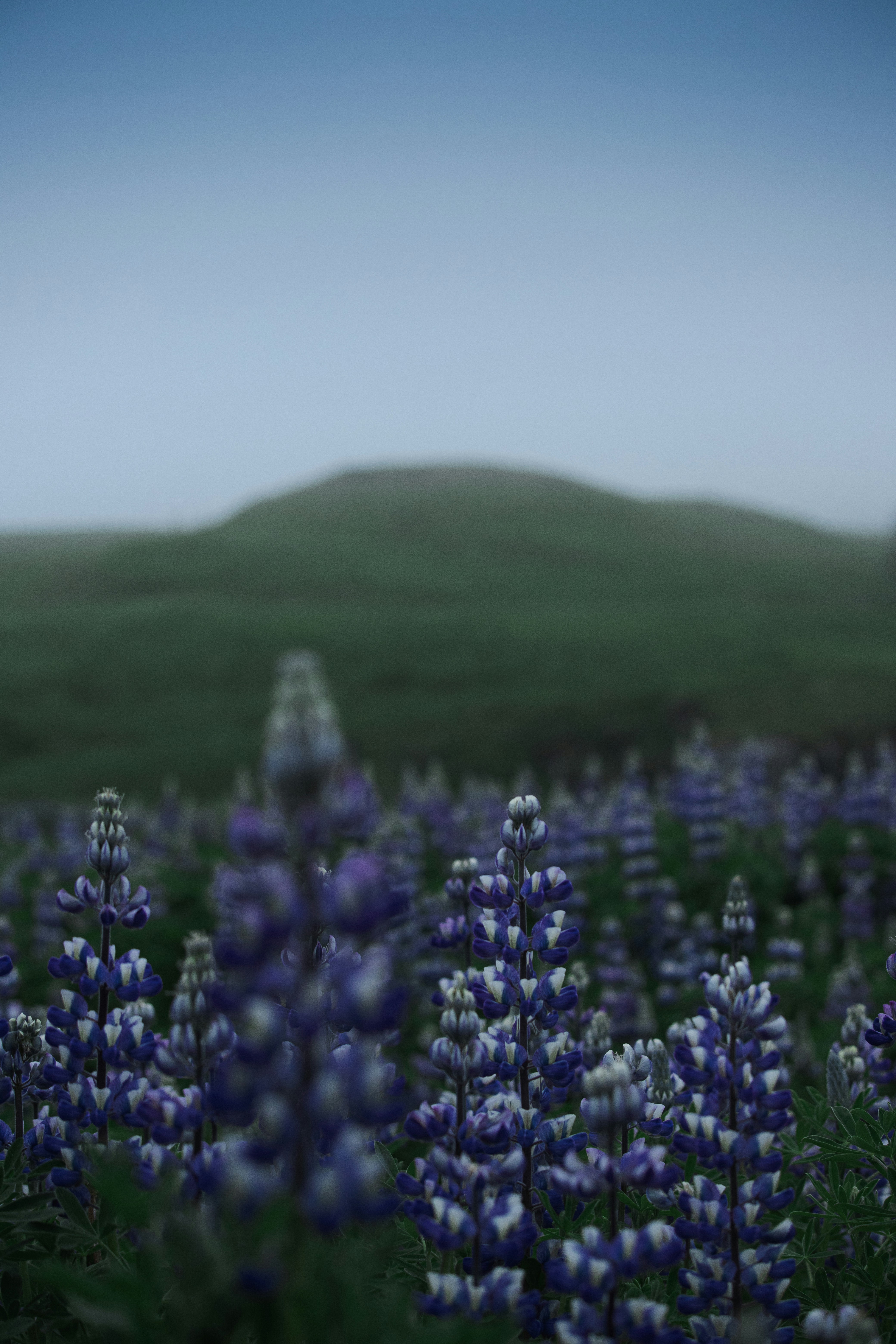 Indigo in the Meadow: Lupines Framing a Quiet Hill