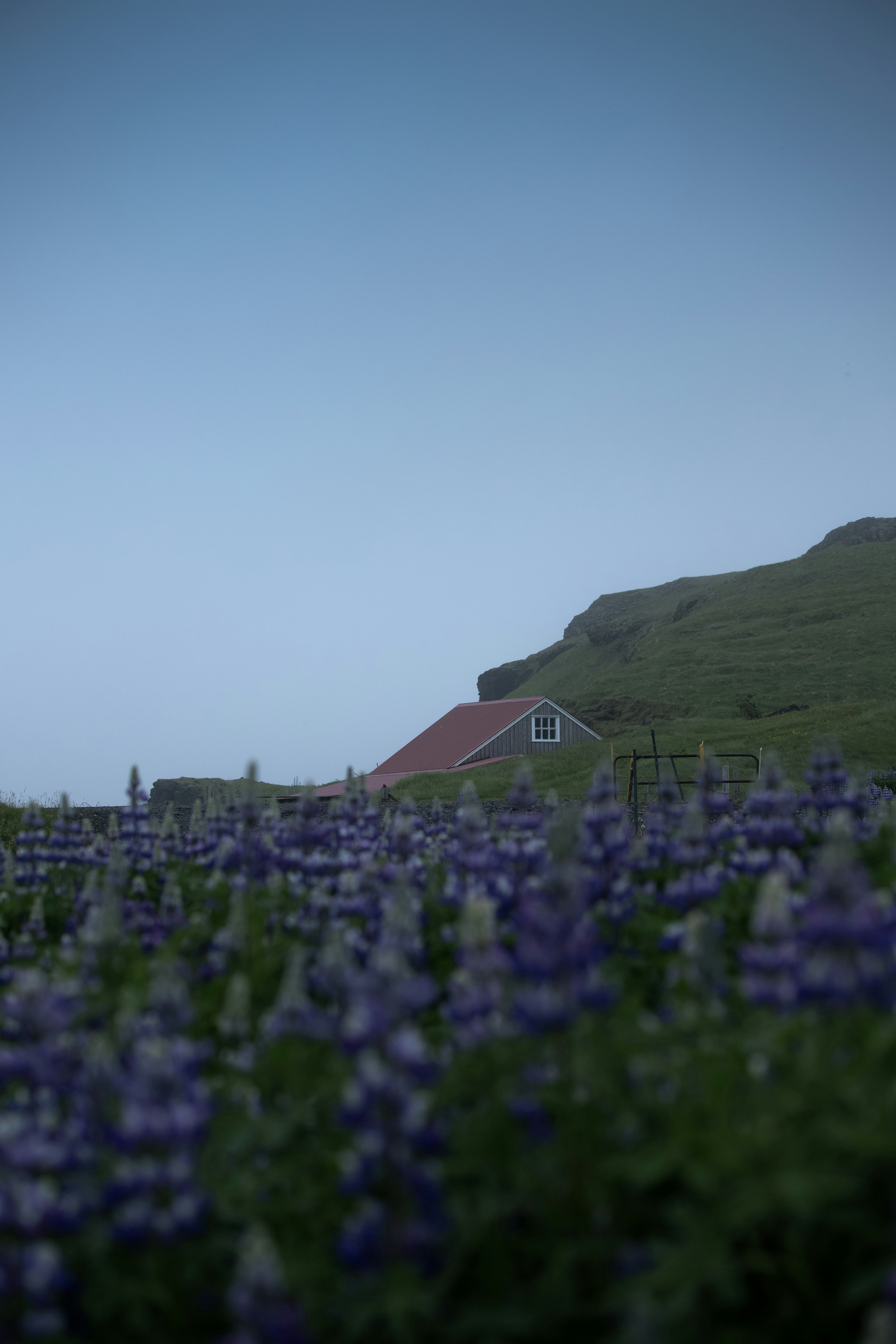 Copper Roof at the Lupine Edge: A Quiet Farmscape Under Blue Sky