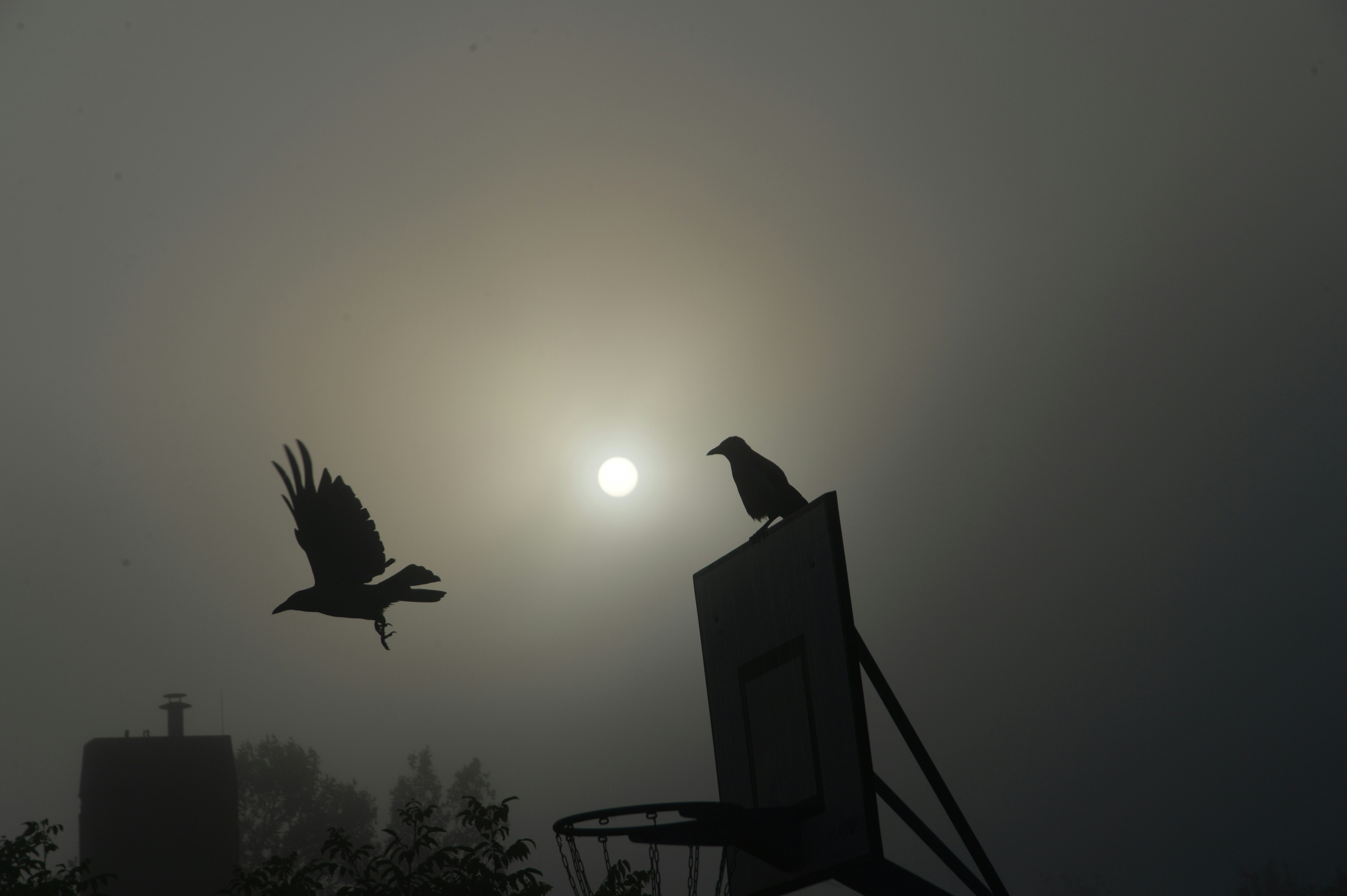 Dusk Flight Over a Silent Hoop