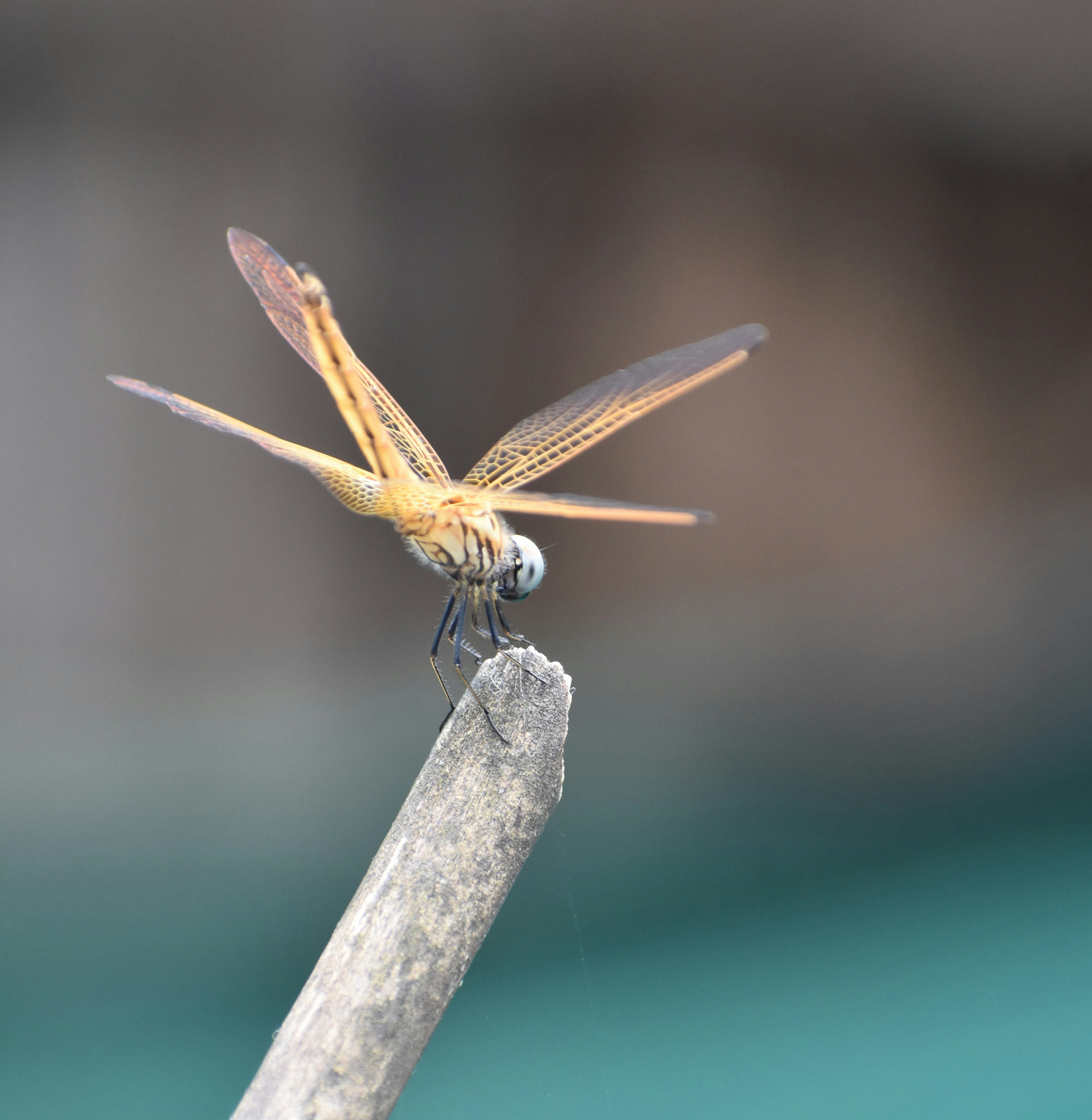 Amber Dragonfly on a Weathered Twig: a Moment of Quiet Balance