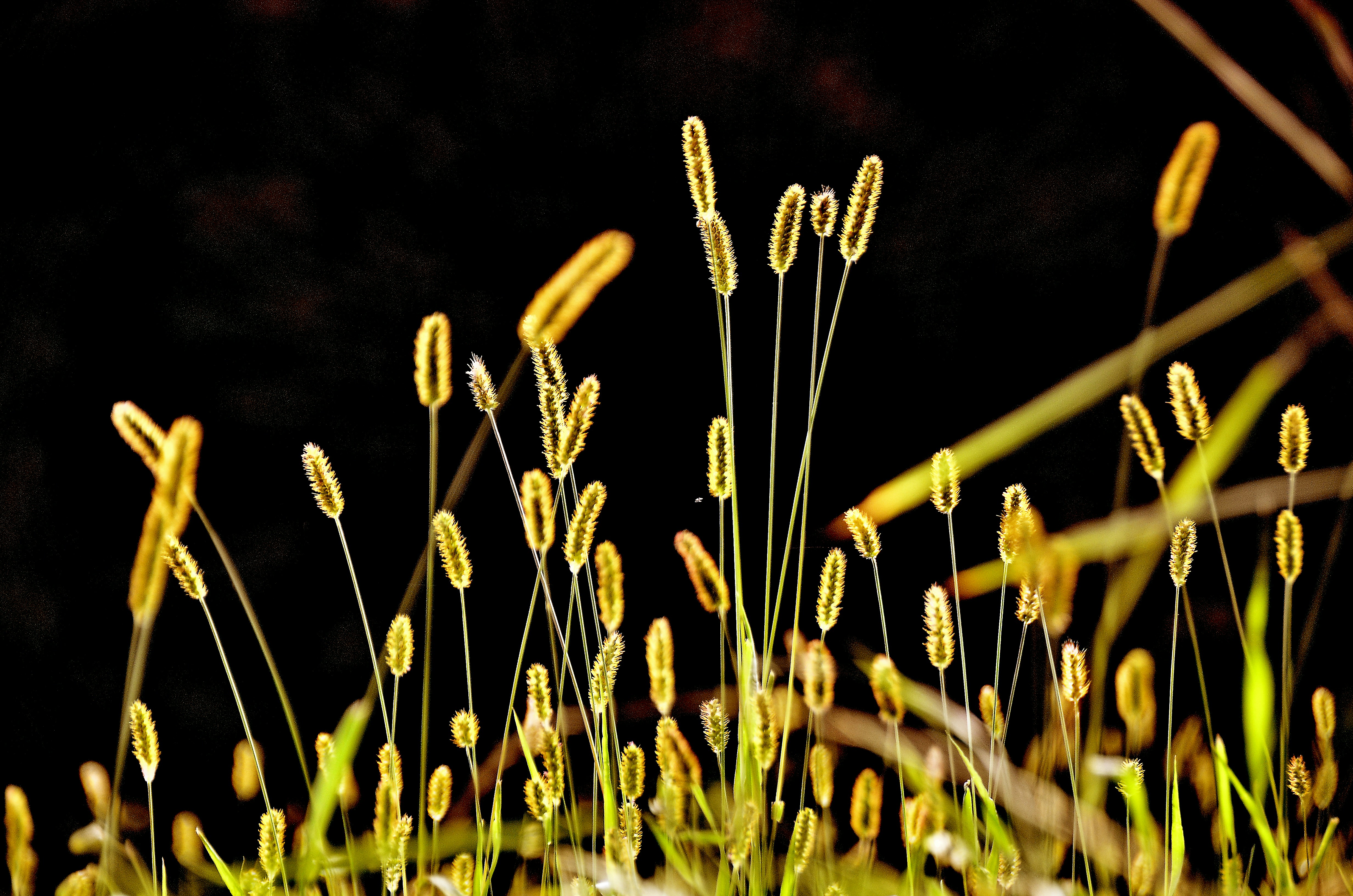 Amber Foxtails in a Backlit Meadow