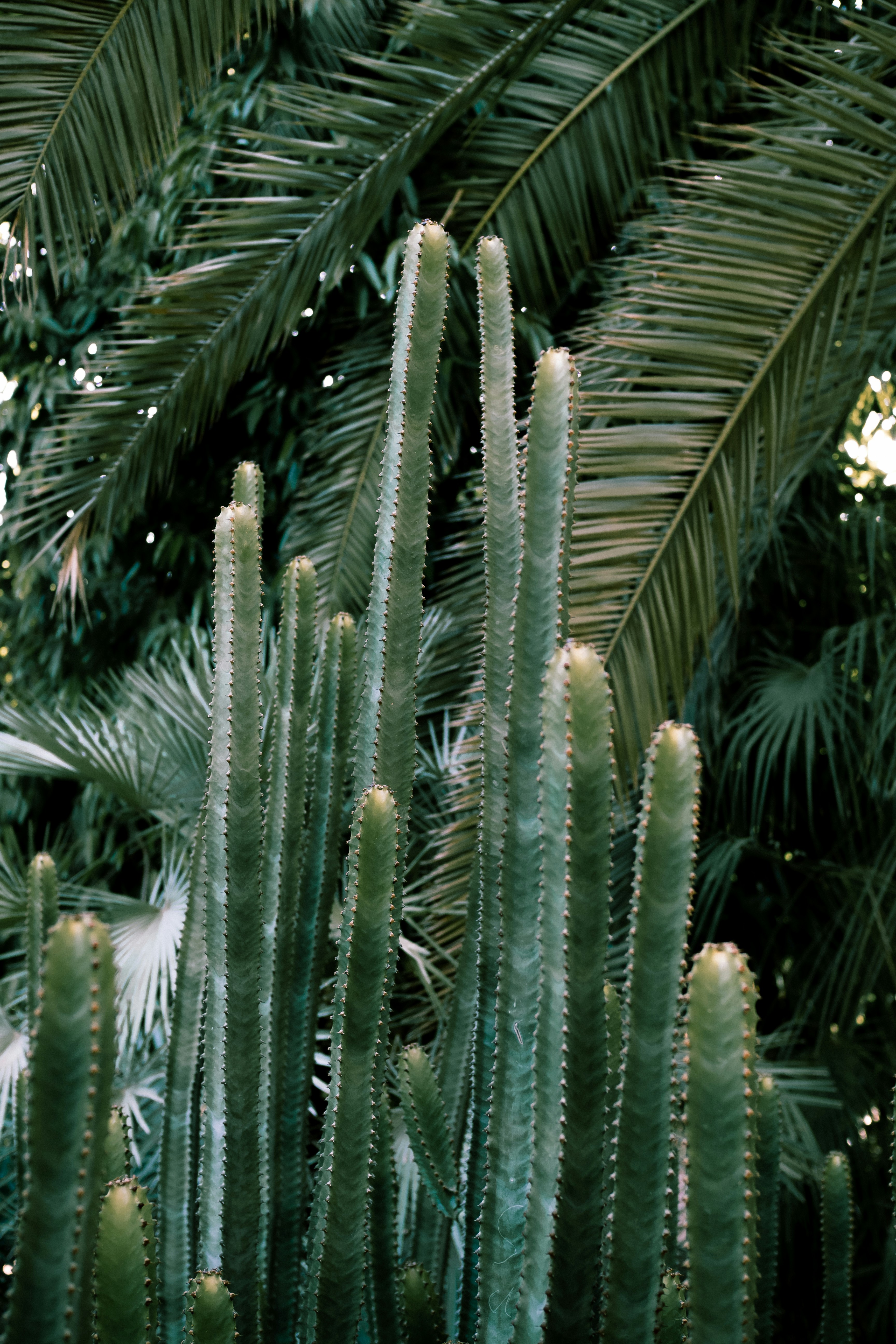 Tall green cactus columns rise amid lush palm fronds, highlighting vertical texture against tropical foliage.