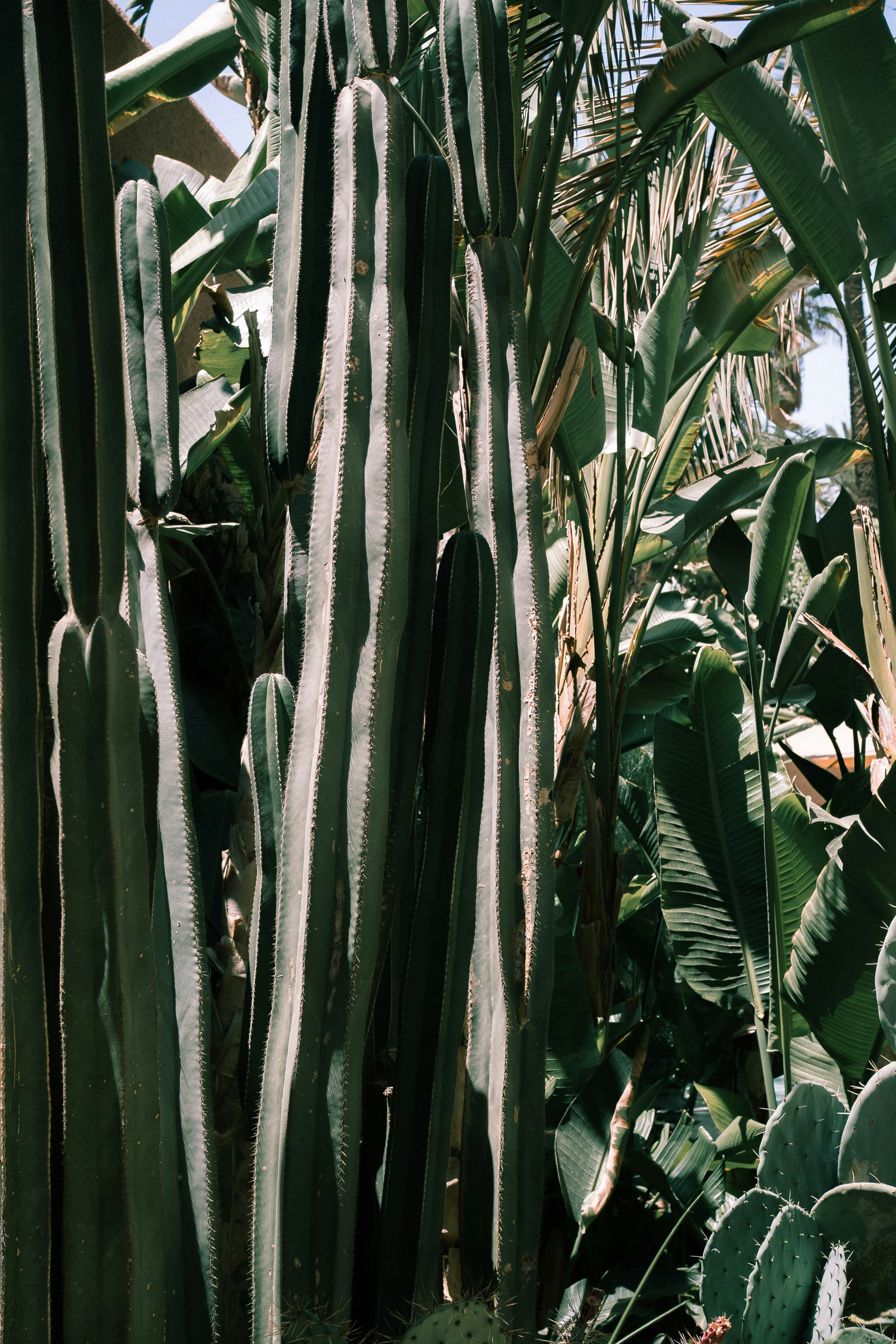 Tall, ribbed cactus columns dominate a sunlit garden. Broad tropical leaves frame the scene, highlighting the vertical forms.