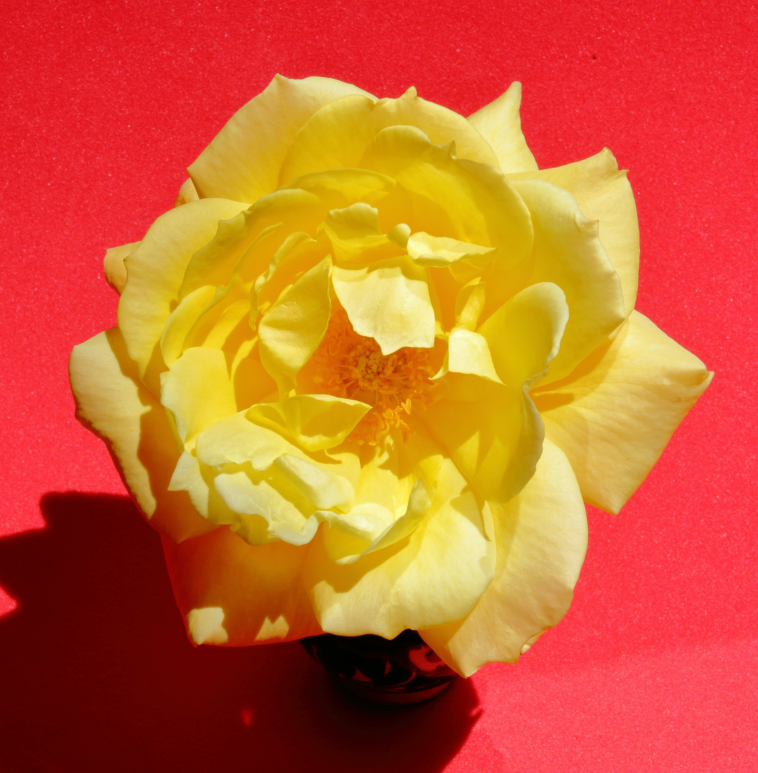 Sunlit Yellow Rose Against a Crimson Stage: A Still-Life in Bold Contrast