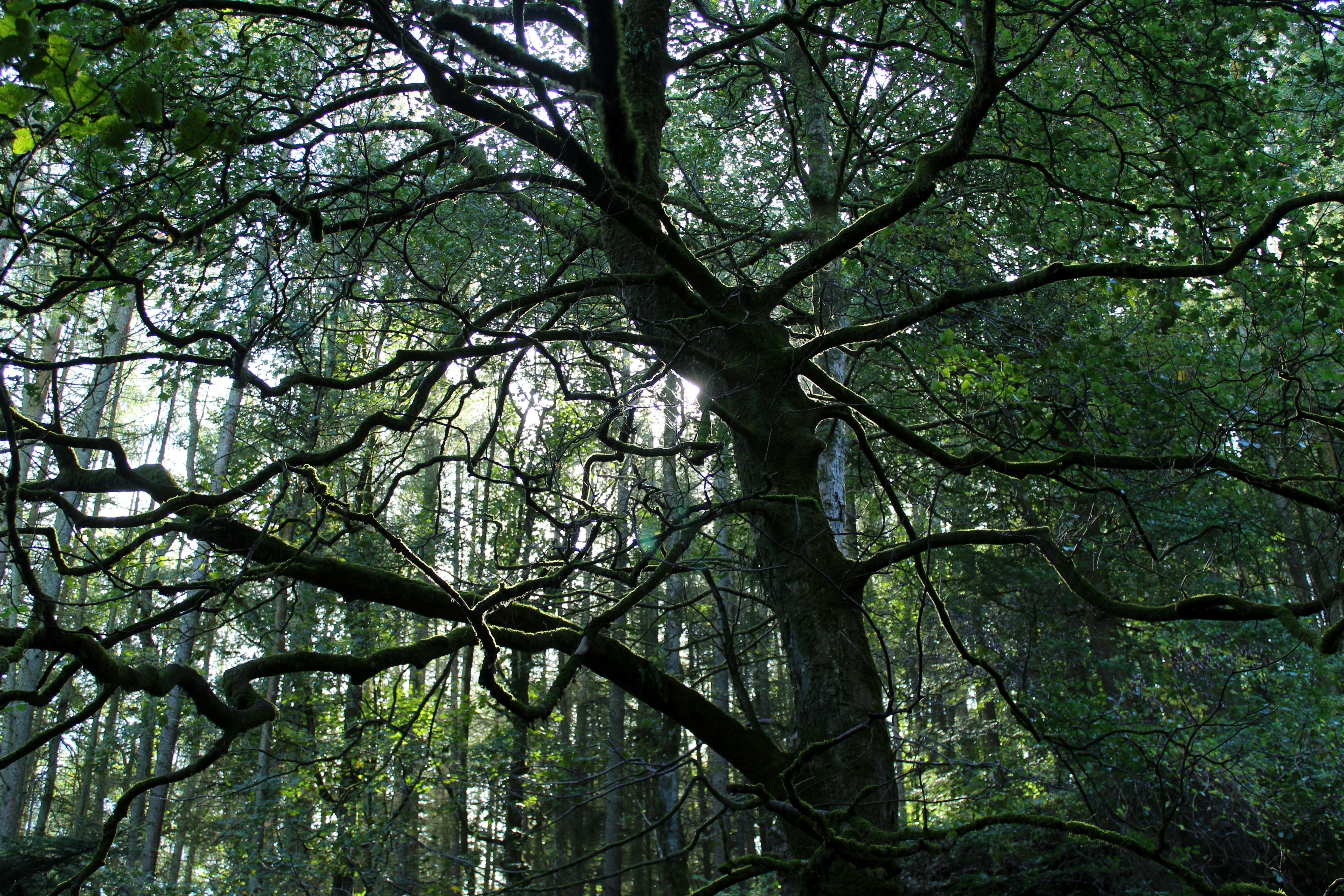 A tree in a forest, High Peak District, UK | a large tree in the middle of a forest
