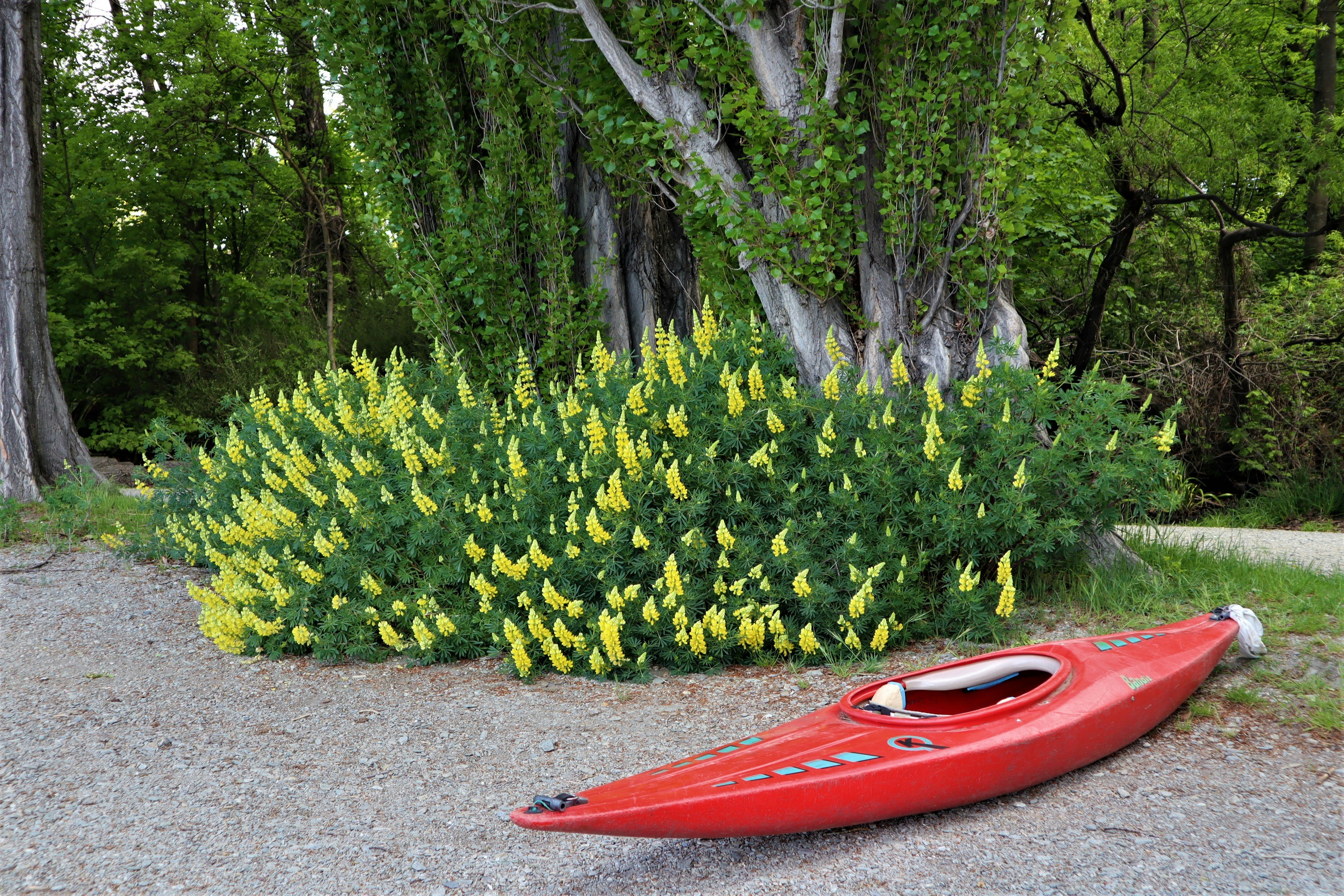 A red kayak sitting on the ground next to a bush photo – Free ...