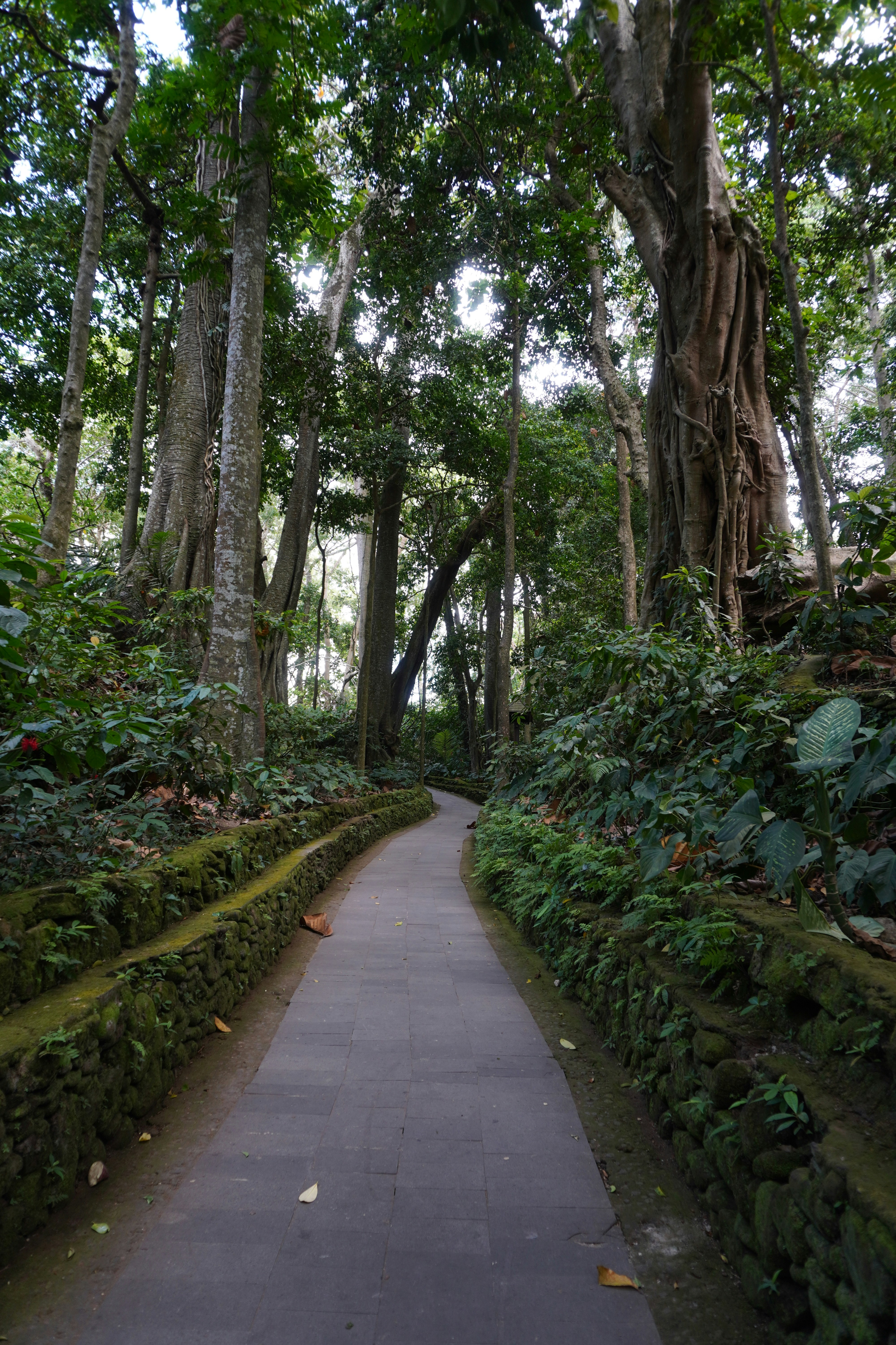 A path through a lush green forest filled with trees photo – Free ...