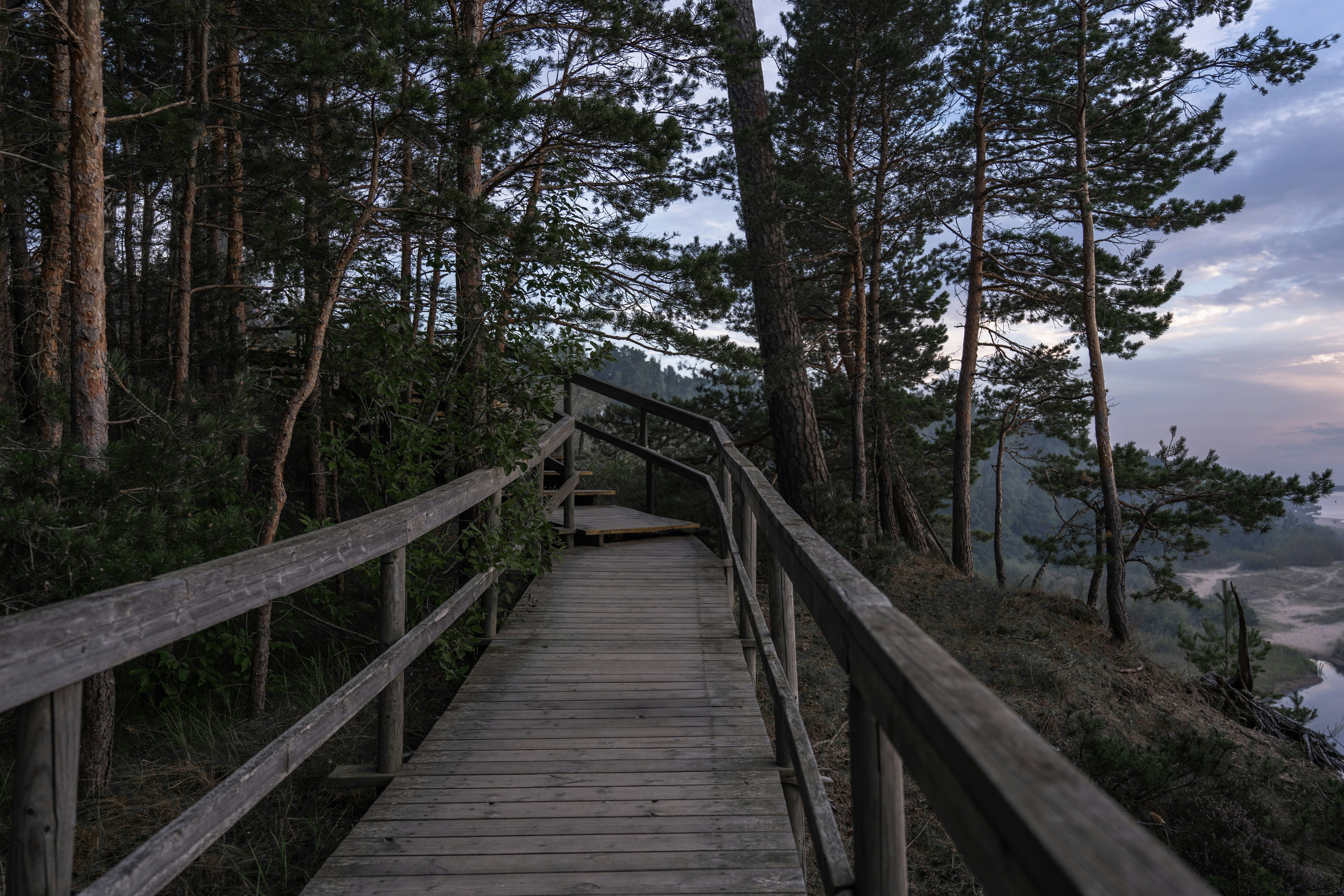 Timber Corridor at Dusk: A Pine-Tree Boardwalk to the Quiet Valley