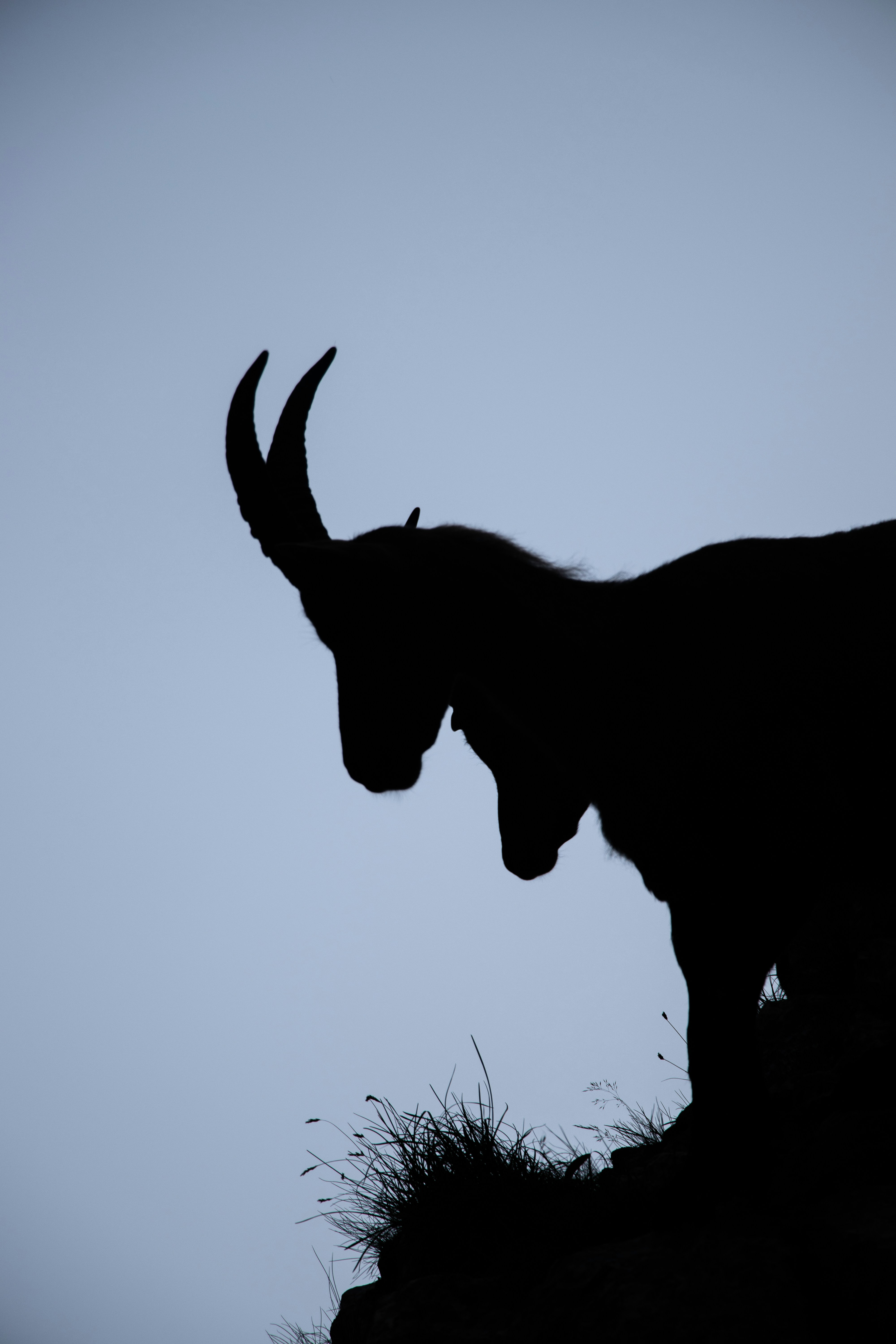 Silhouette of a Mountain Goat at Dusk