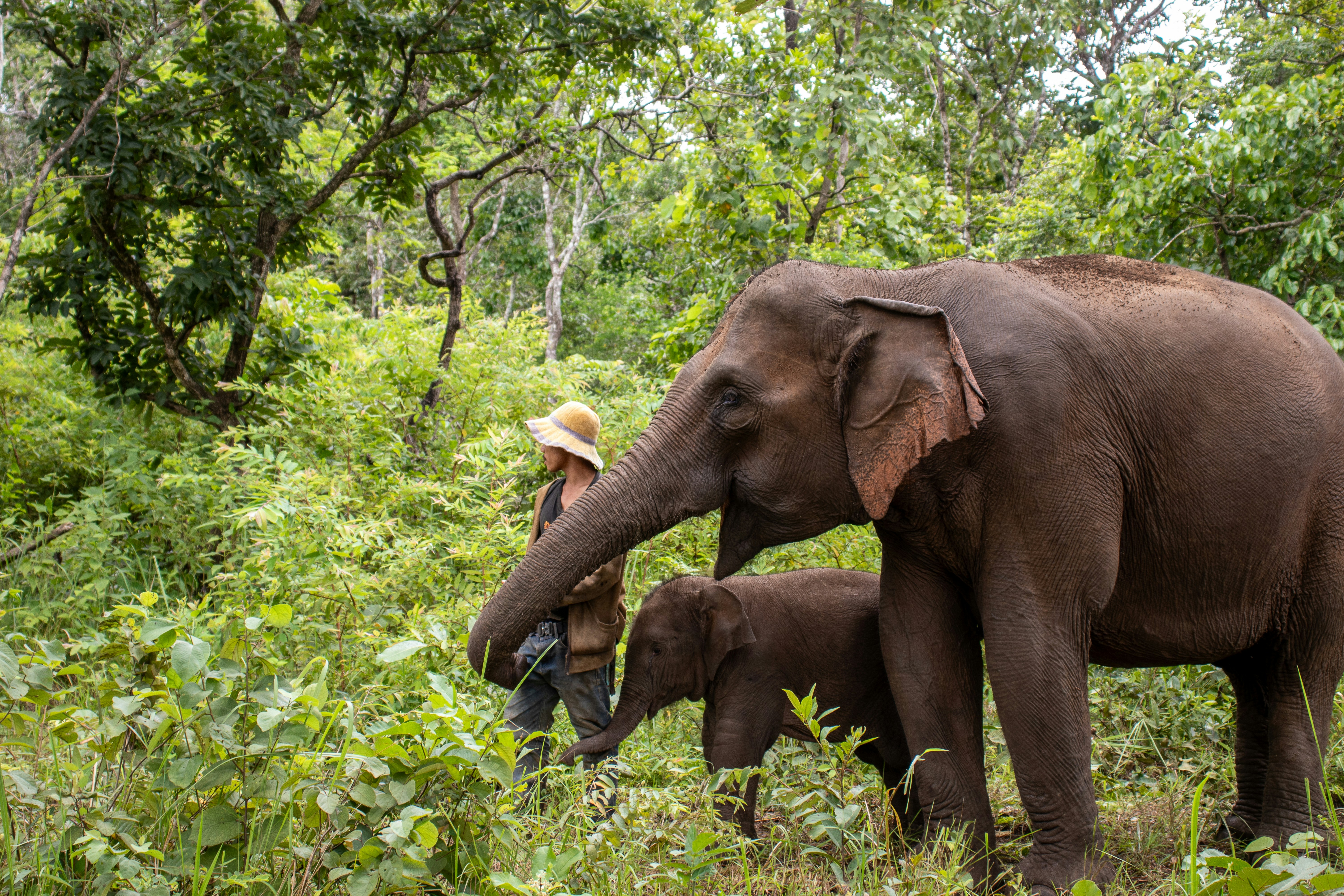 Verdant Walk: A Keeper Guides an Elephant Family Through a Dense Forest