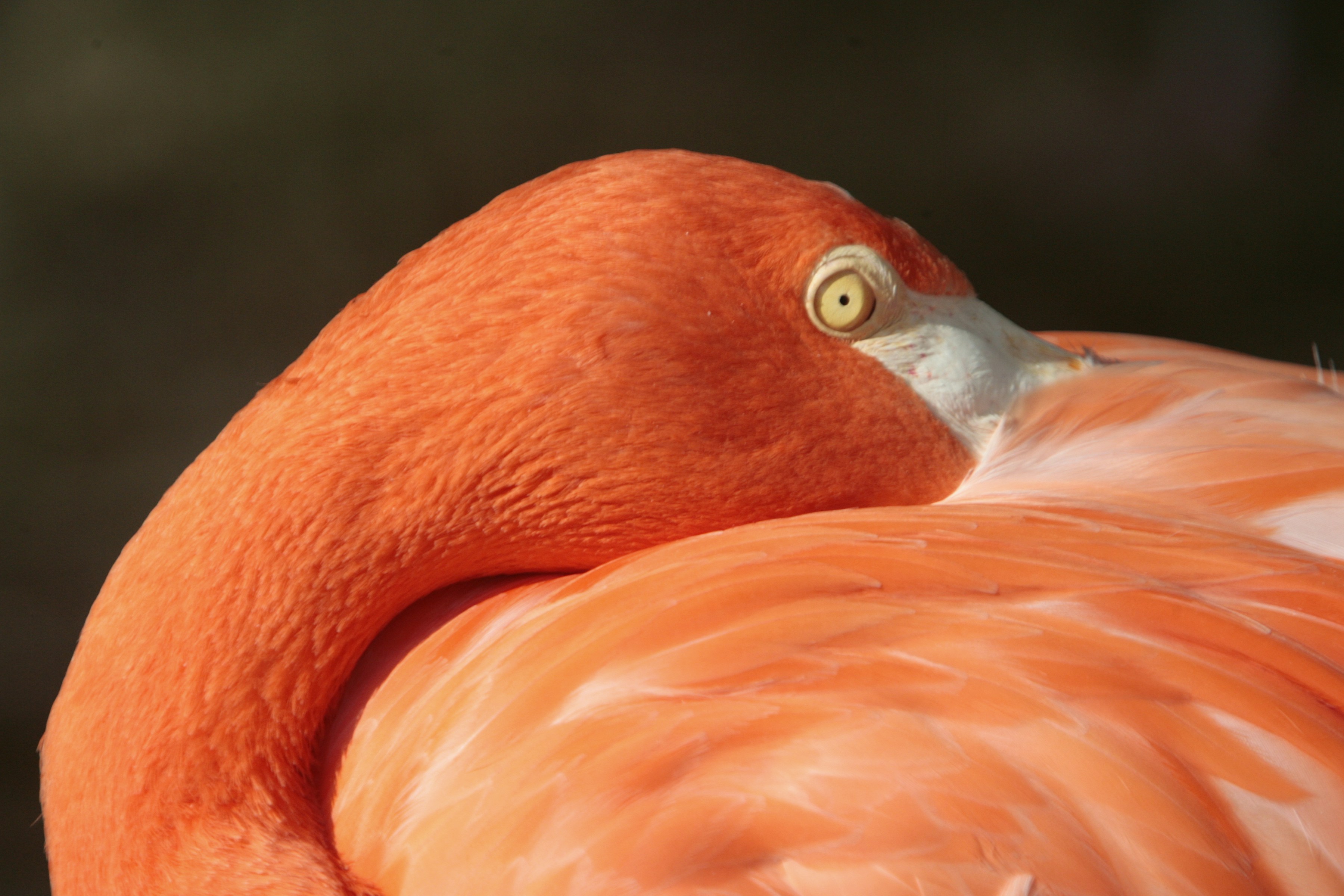 Close-up of a flamingo's head and neck, displaying vibrant orange-pink plumage and a pale eye.