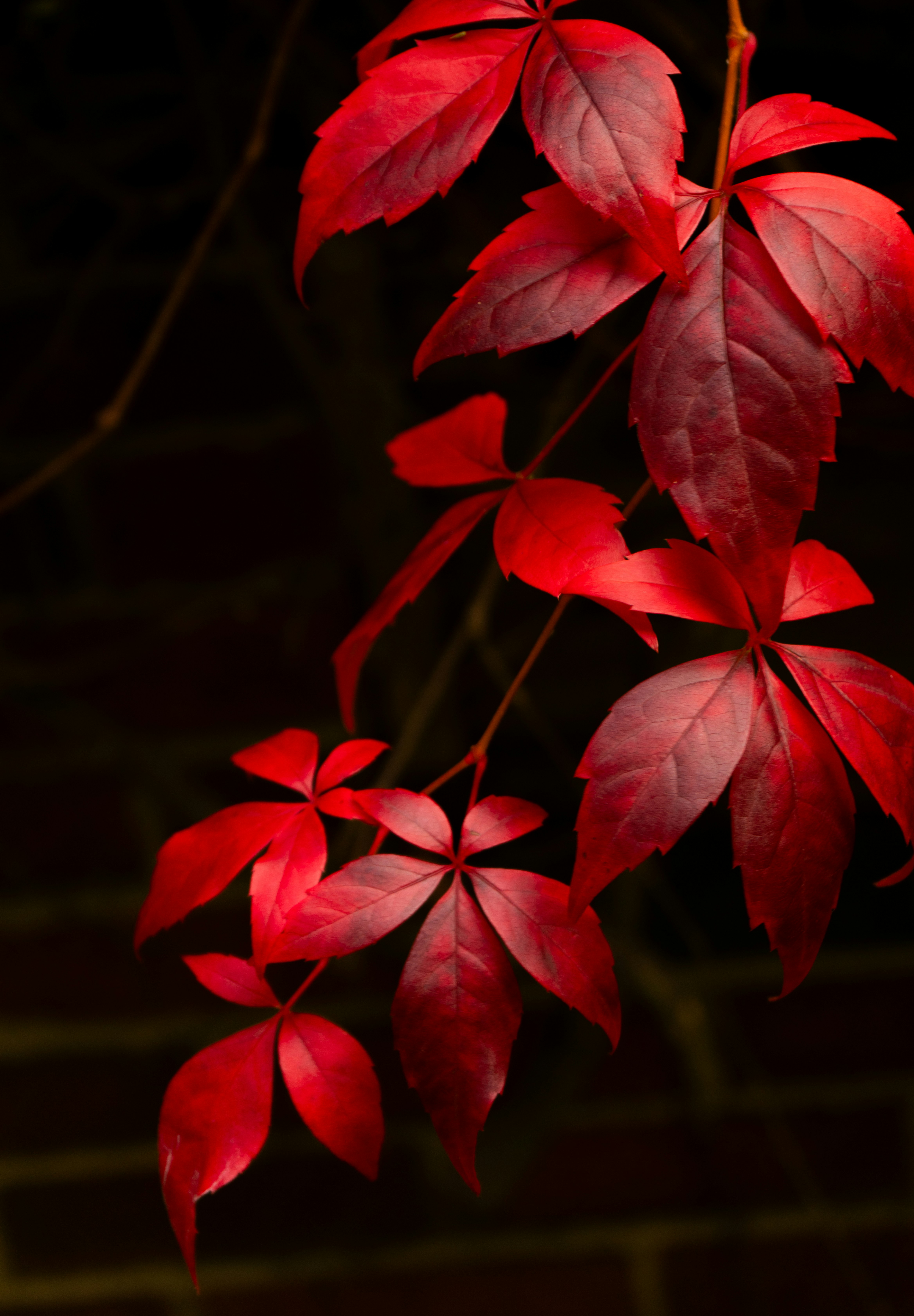Vibrant red leaves cascading against a dark backdrop, showcasing the beauty of fall foliage. The contrast highlights the intricate details of each leaf.