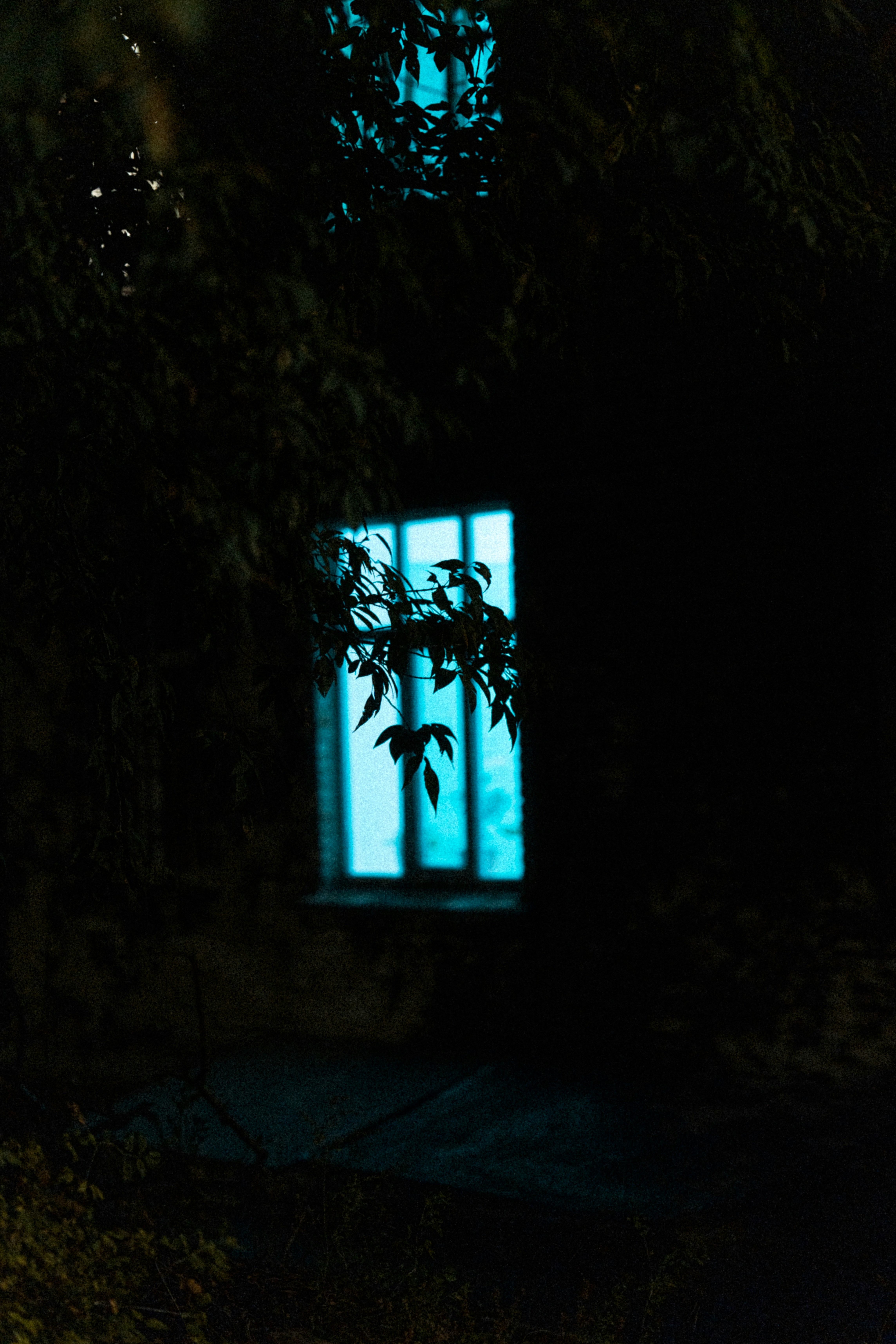 A window lit up in the dark by a street light photo – Free Plant Image ...