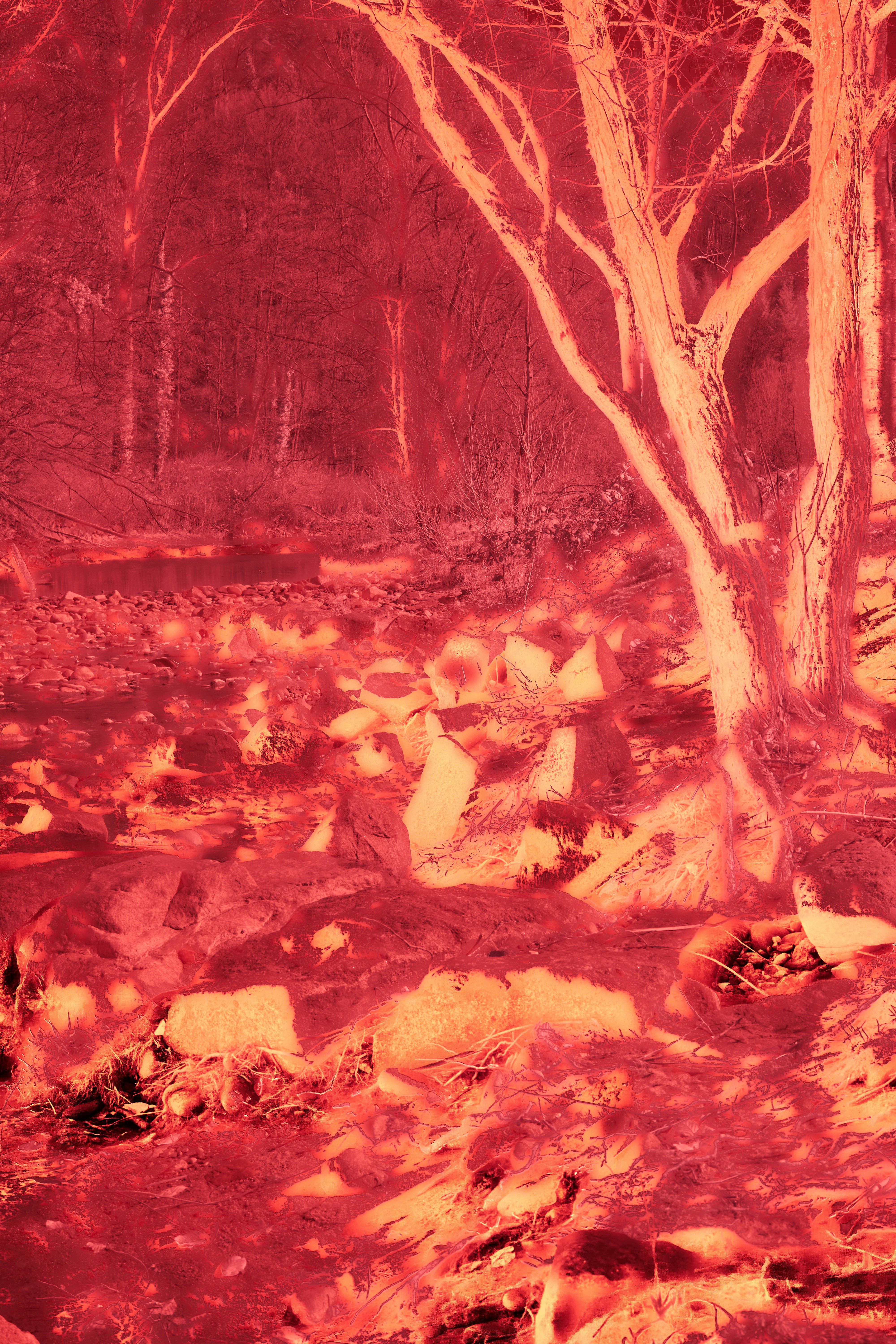 Red-Washed Streamside: Quiet Trees by a Pebble Stark Front