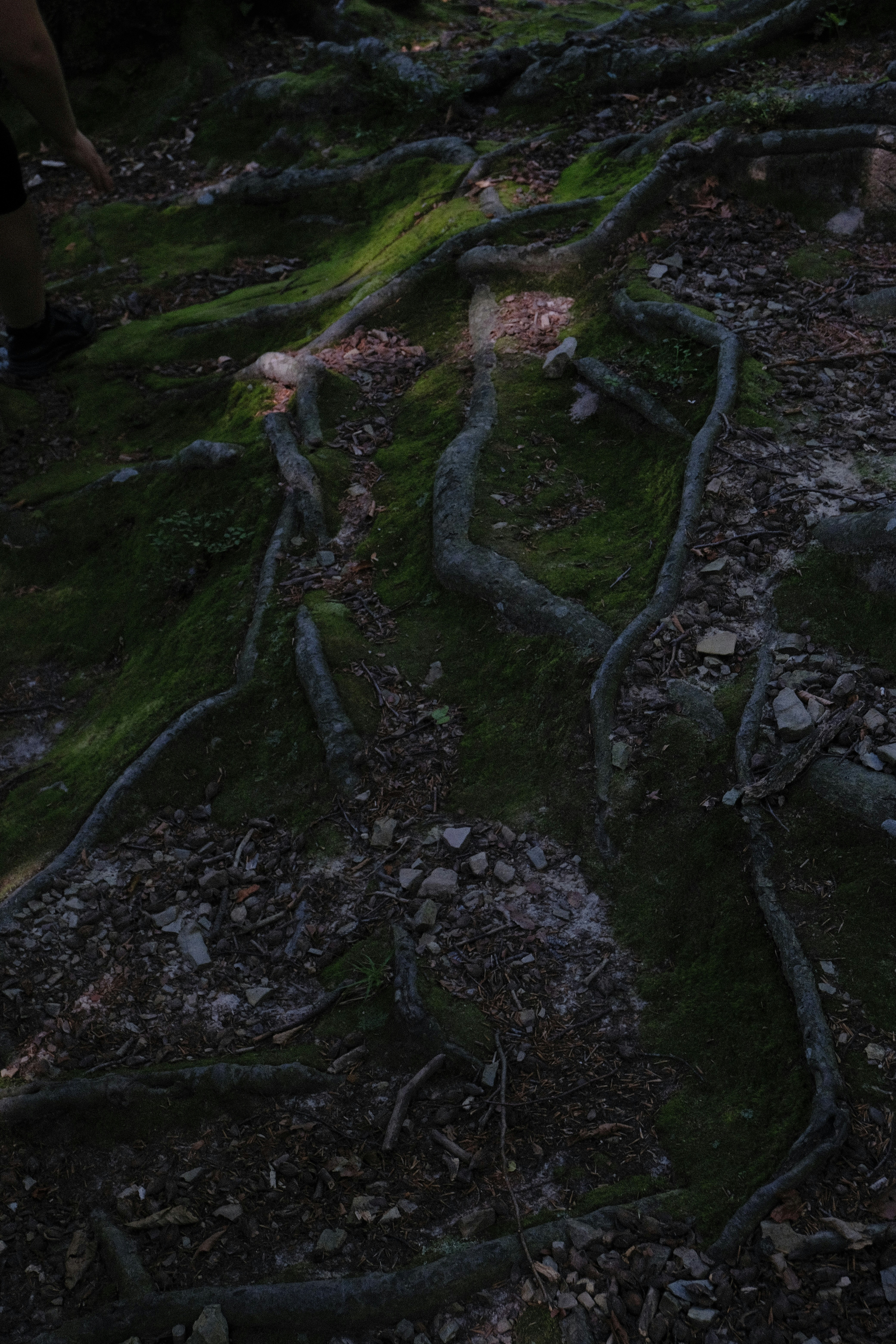 Dark forest floor with twisting moss-covered roots forming a natural channel, hint of a hiker's leg and boot on the left; a moody, earthy texture with subtle green highlights.