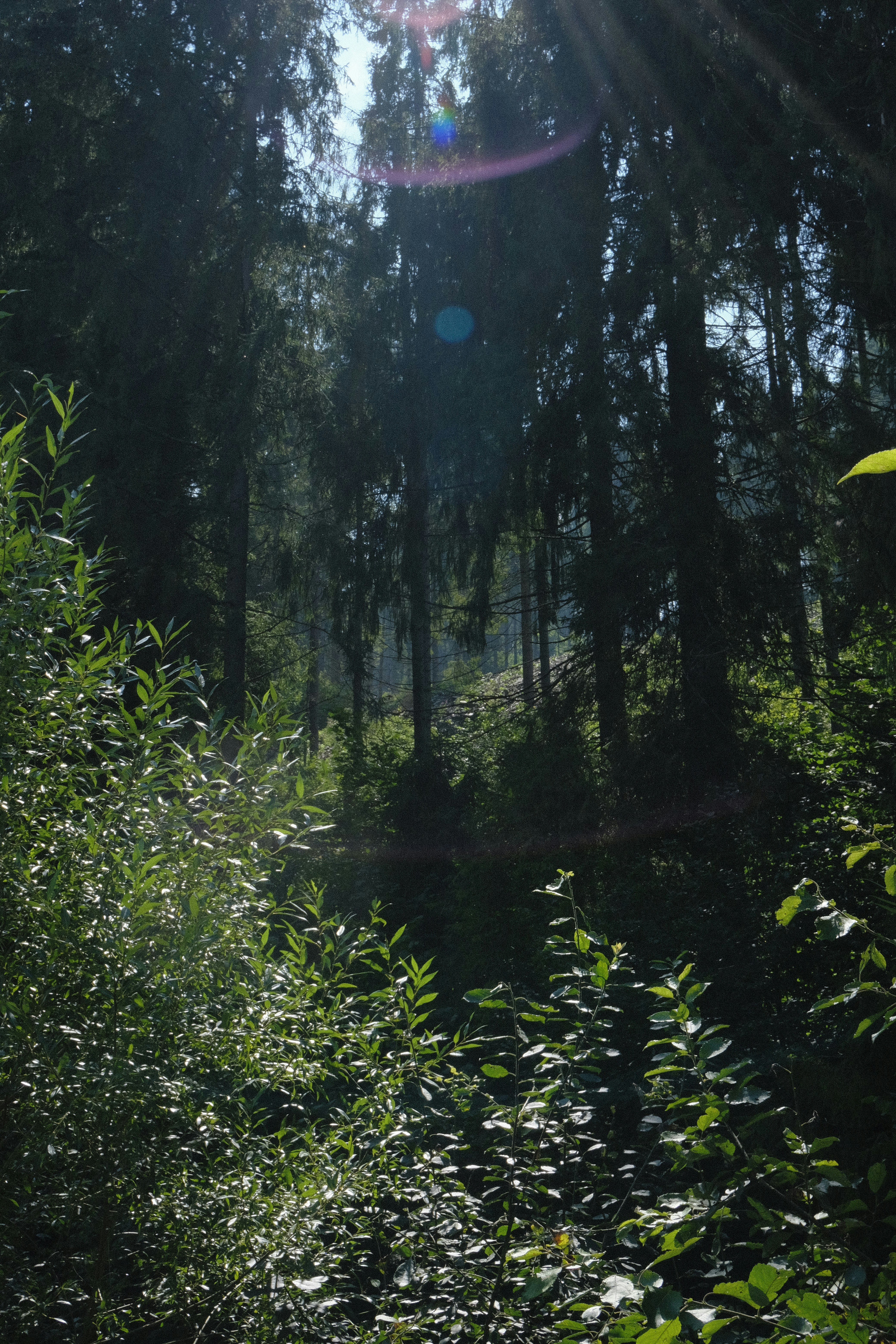 Sunlit Veil: Quiet Radiance Beneath Pine Canopy