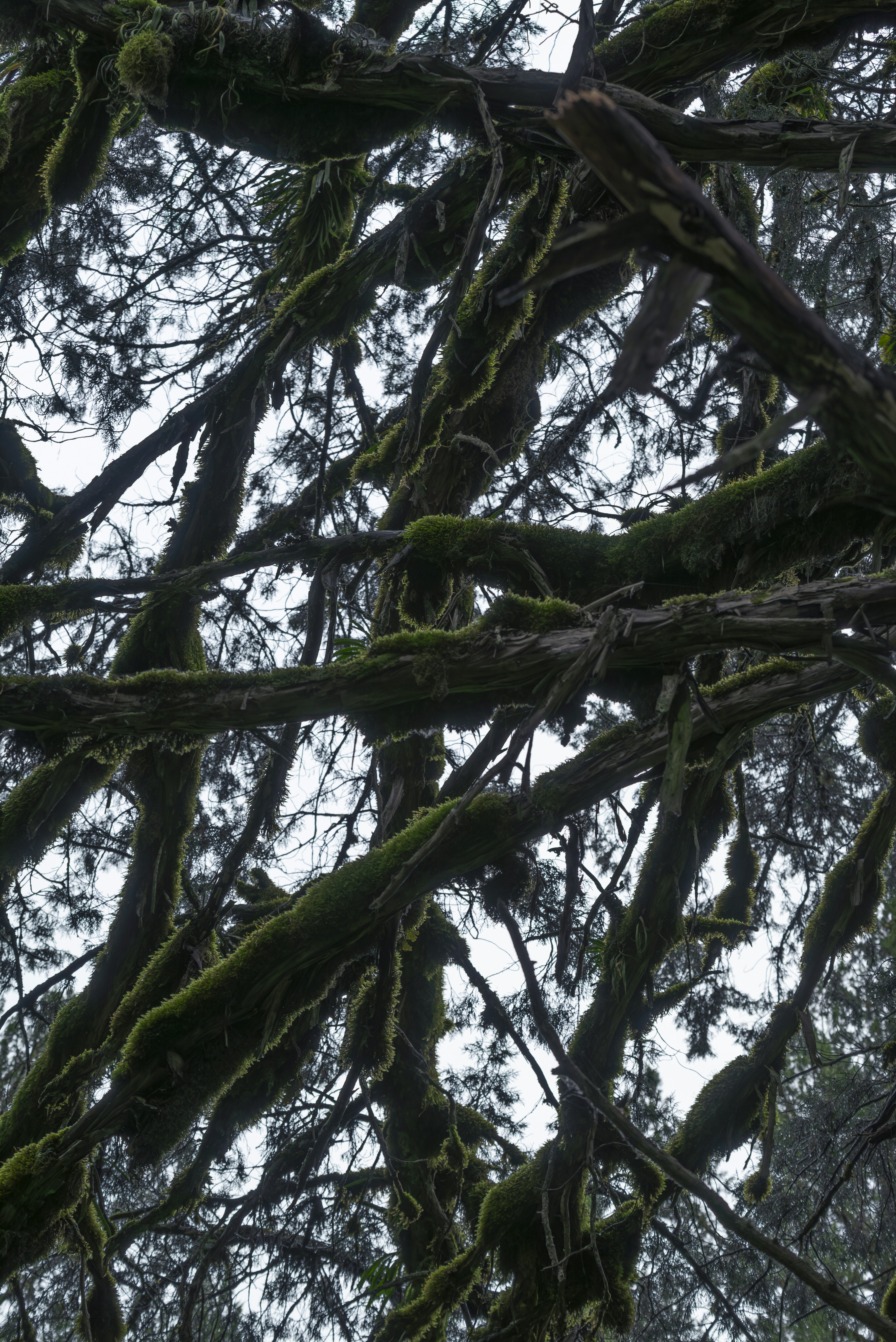 Moss-Cloaked Branches Weaving Through a Winter Sky