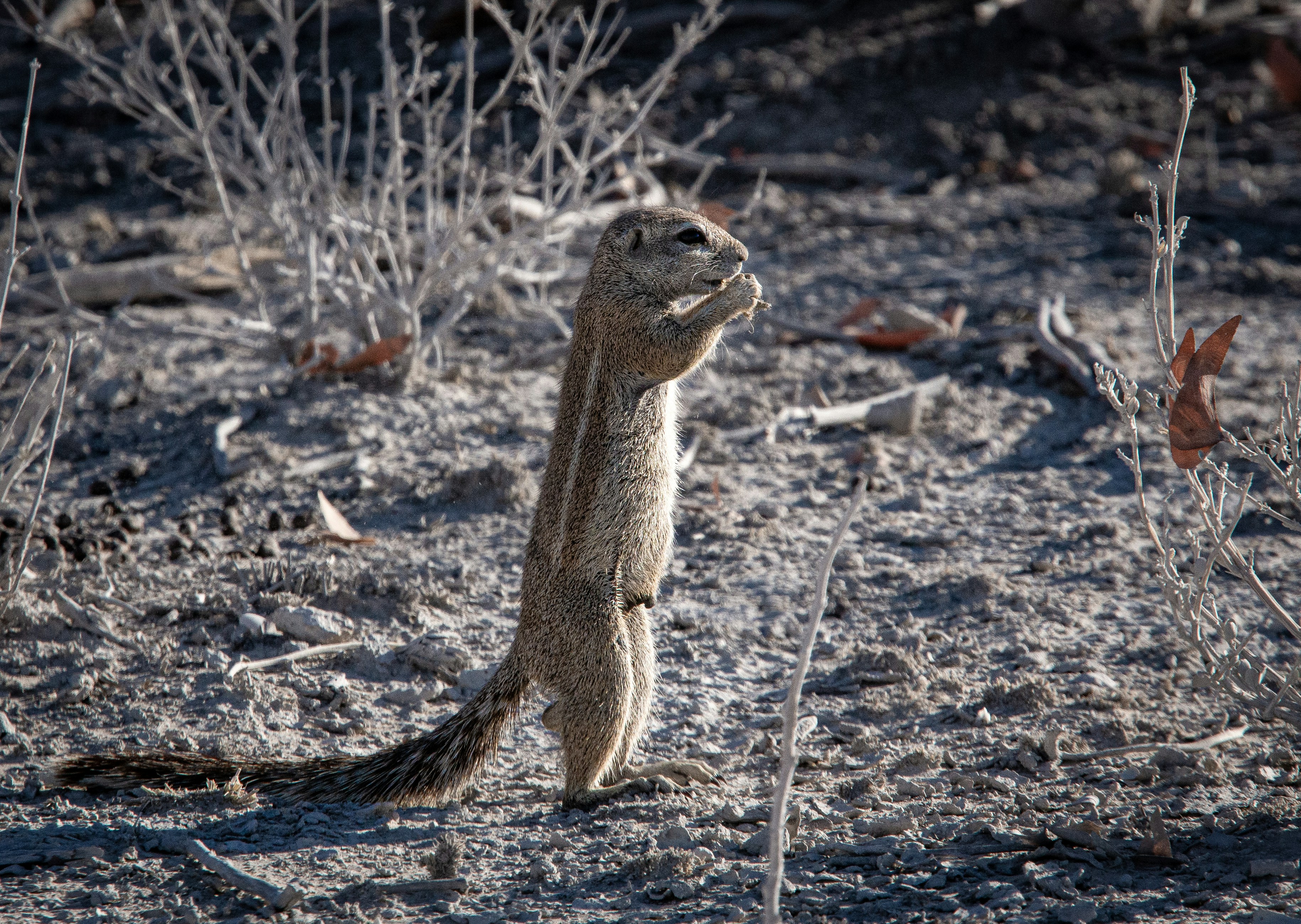 Ground squirrel in the Etosha National Park in Namibia