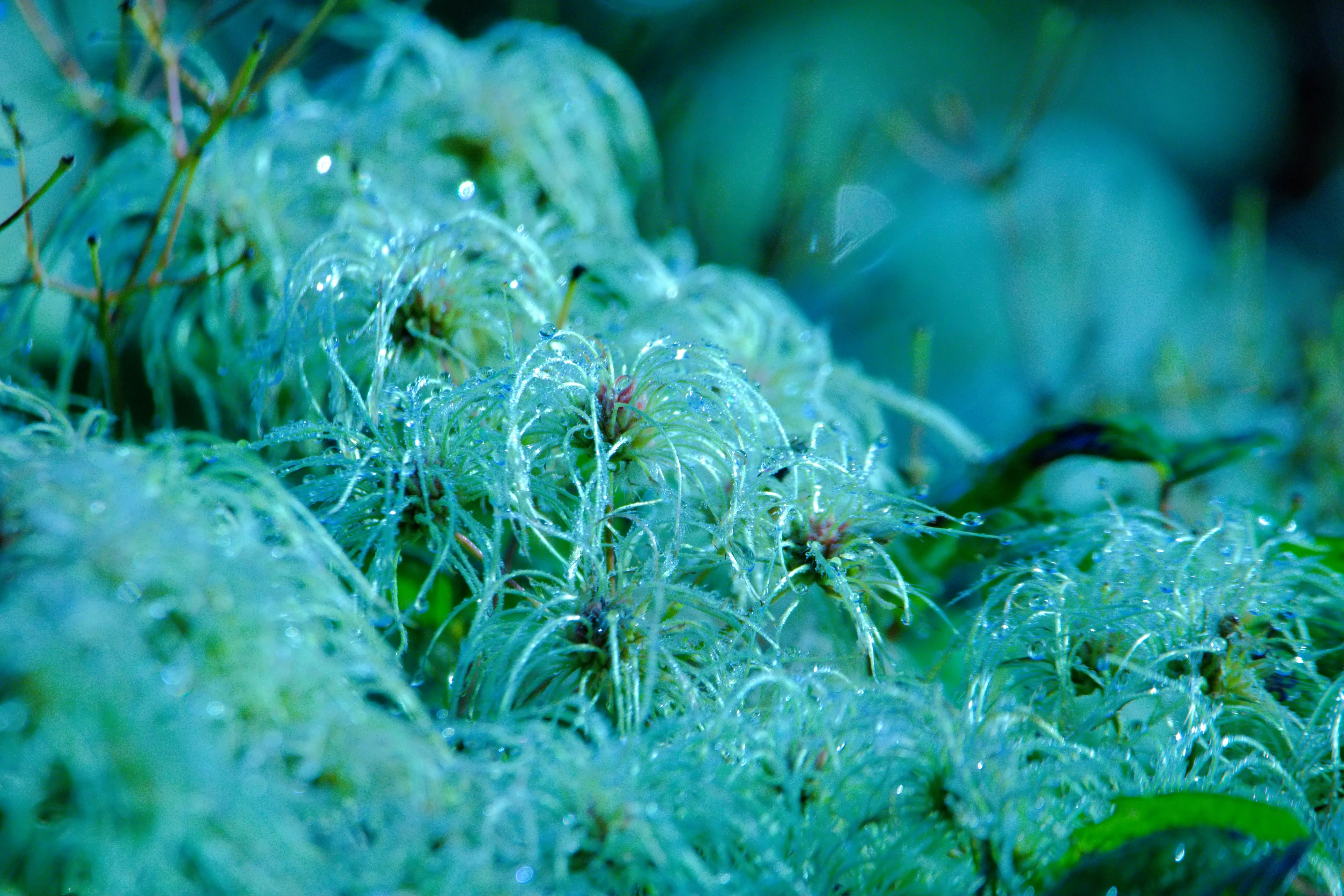 Dew-Kissed Filaments in a Blue-Green Quiet