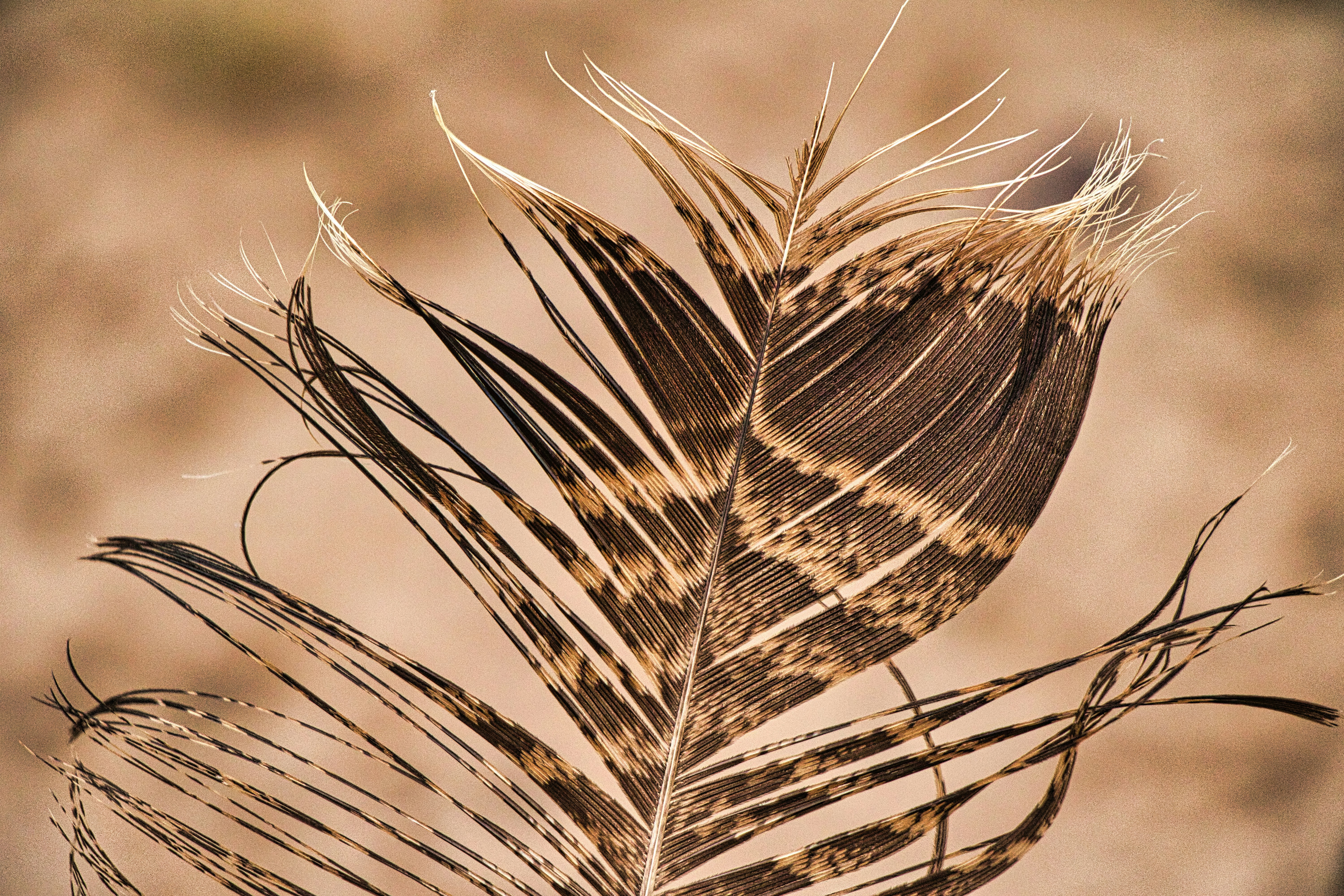 1000+ Feather Texture Pictures | Download Free Images on Unsplash