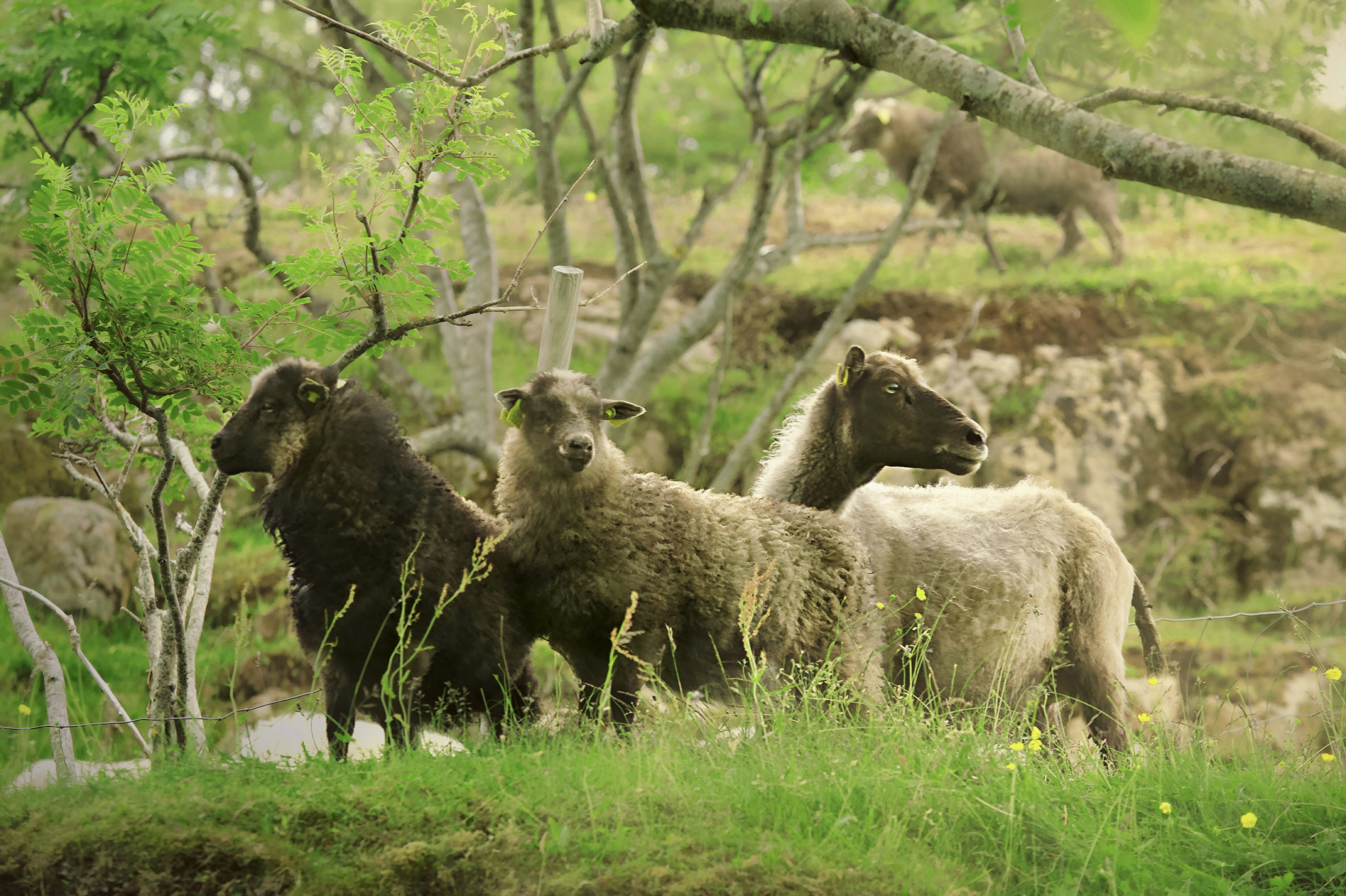 Trio in the Meadow: Sheep Gathered Under Spring Canopy