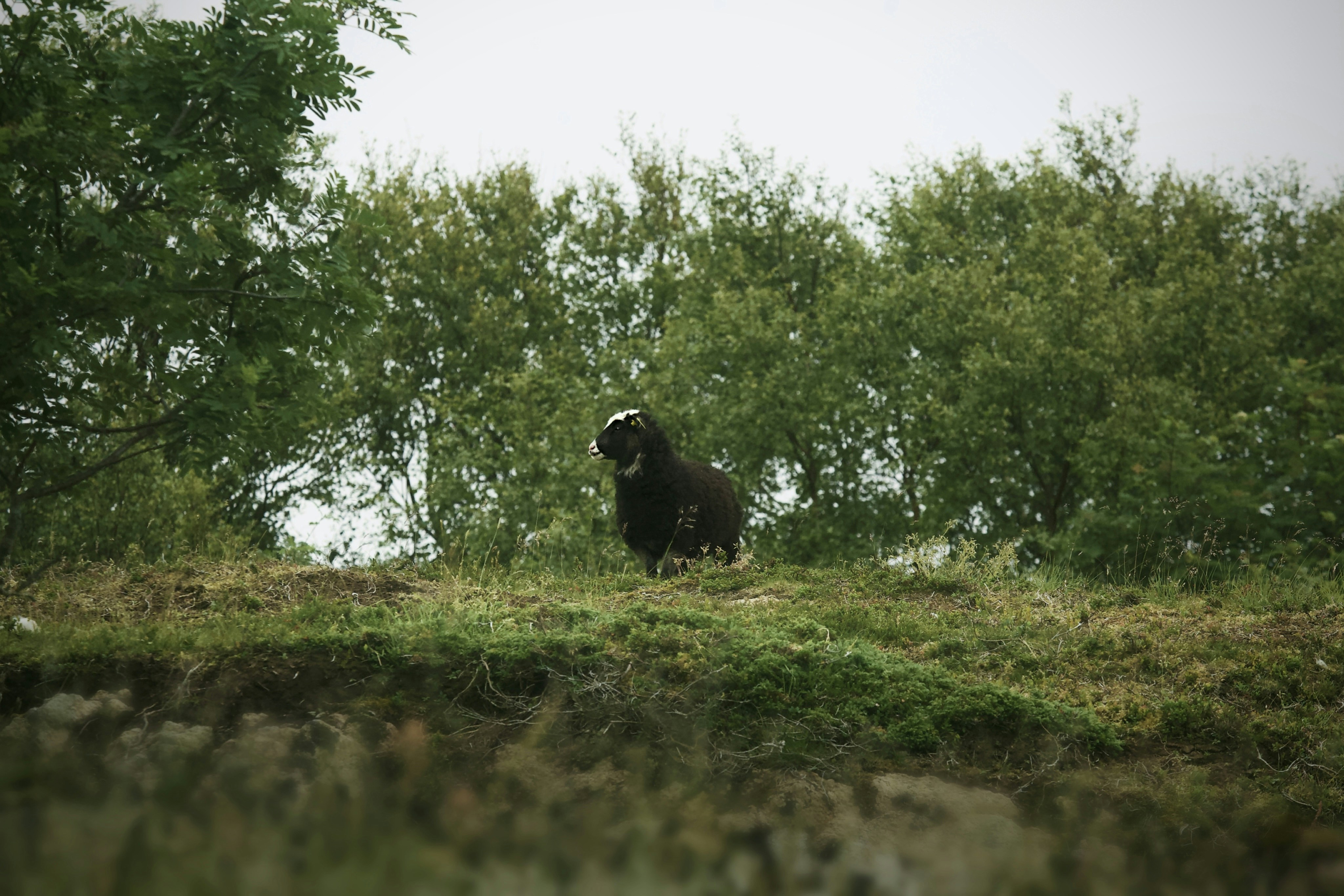 Lone Bear on Verdant Summit