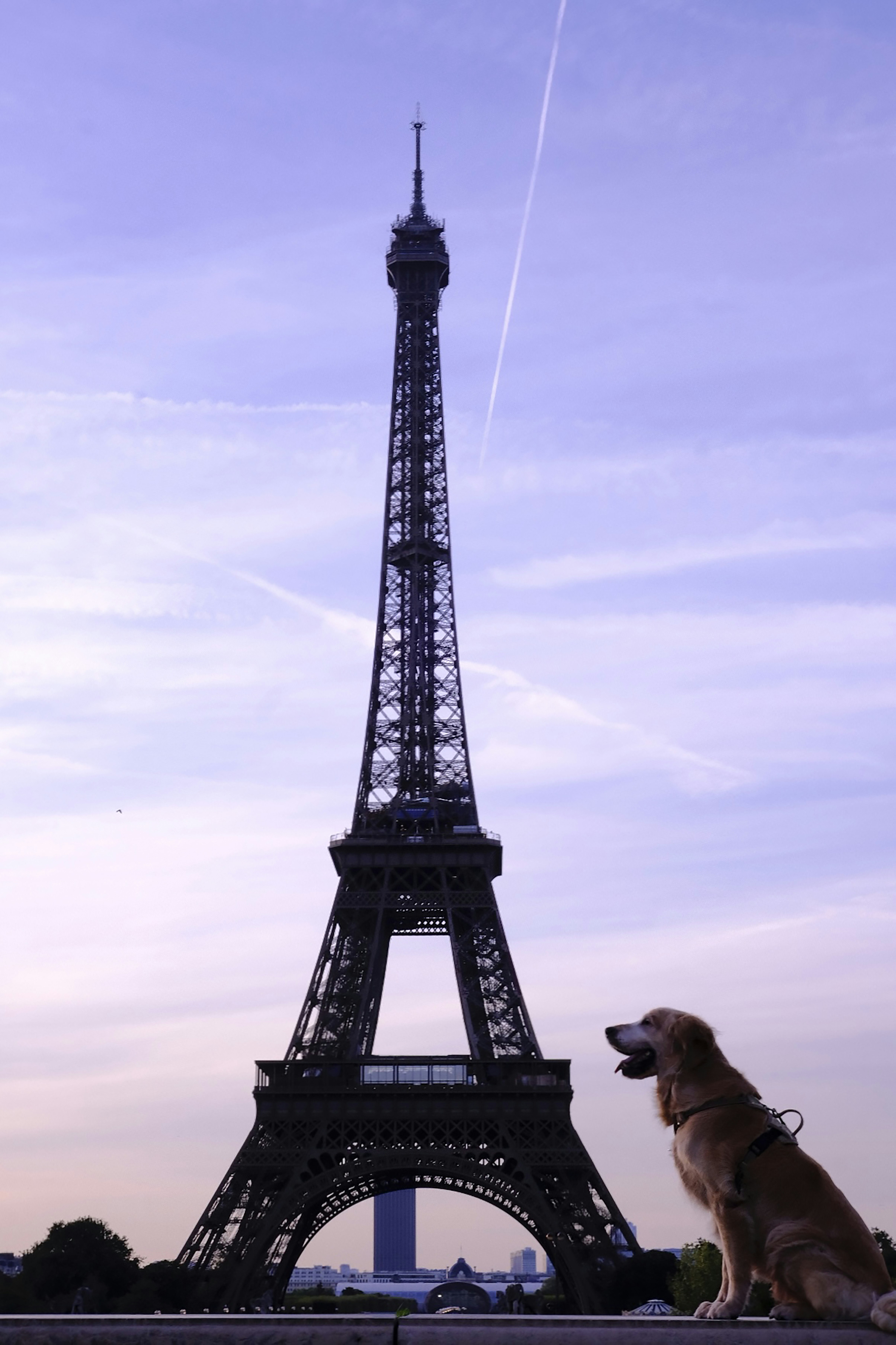 A dog sitting in front of the eiffel tower photo – Free Eiffel tower ...