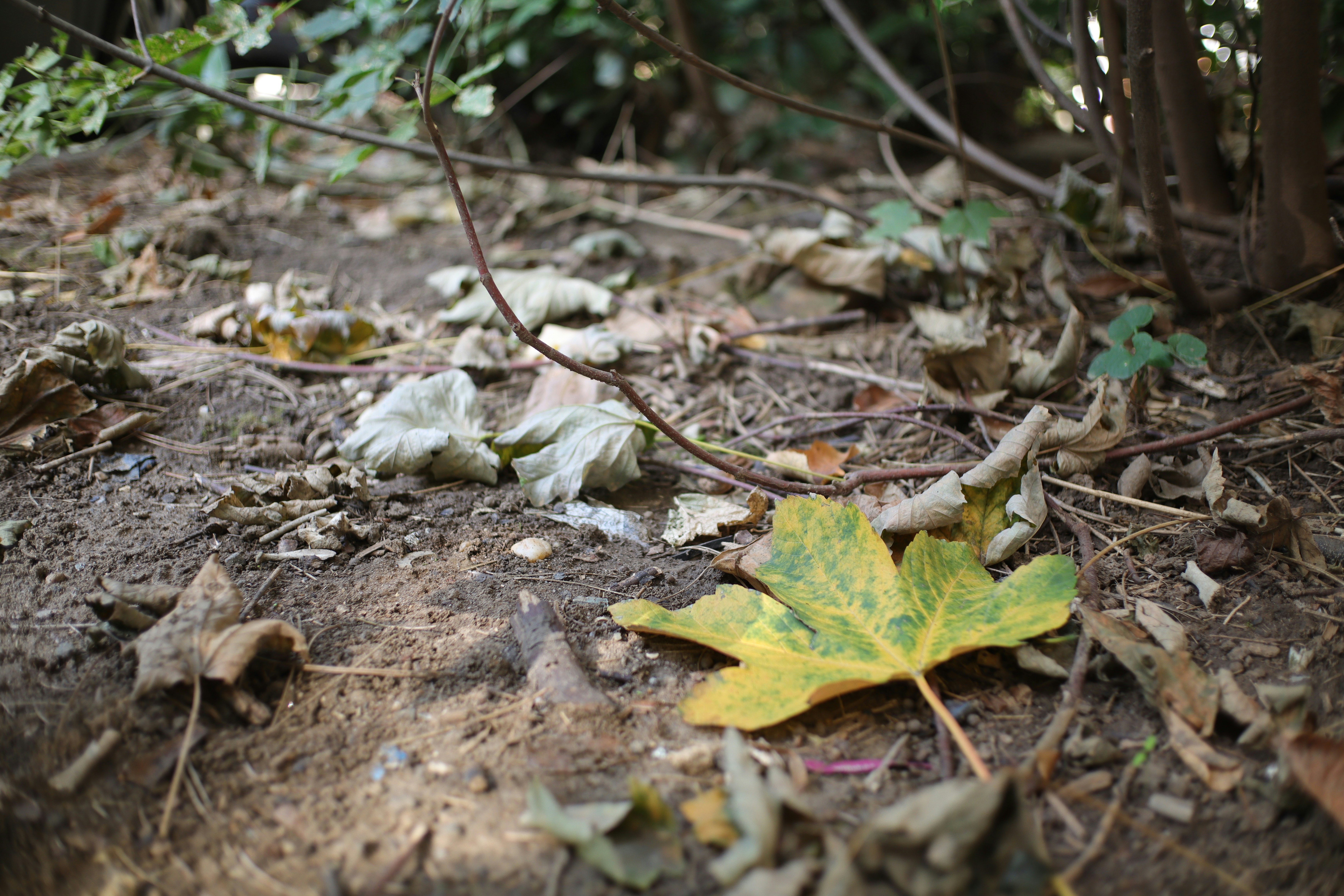 A leaf is laying on the ground in the woods photo – Free Autumn leave ...