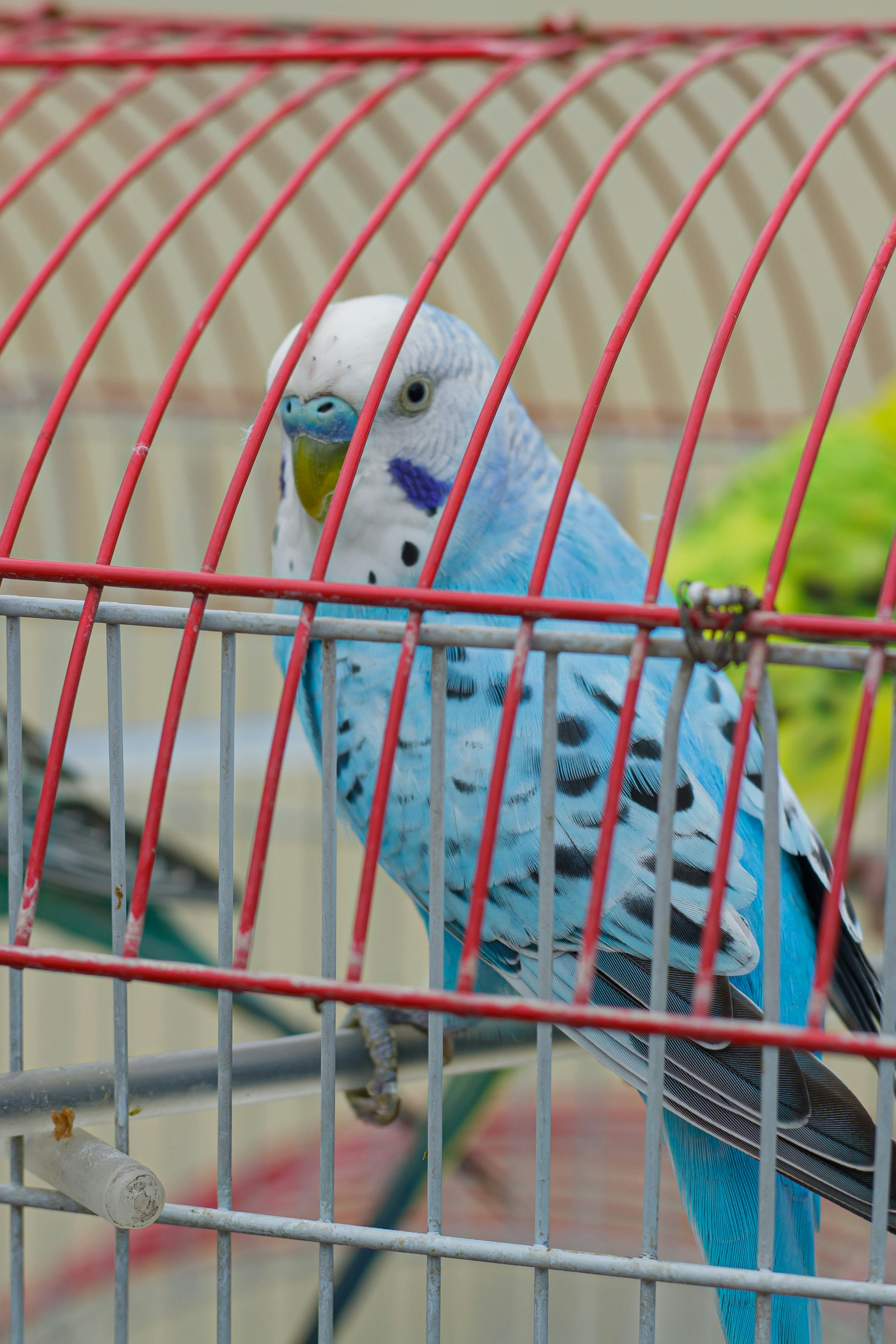 A blue and white parakeet sitting in a cage photo – Free Dhanbad Image ...