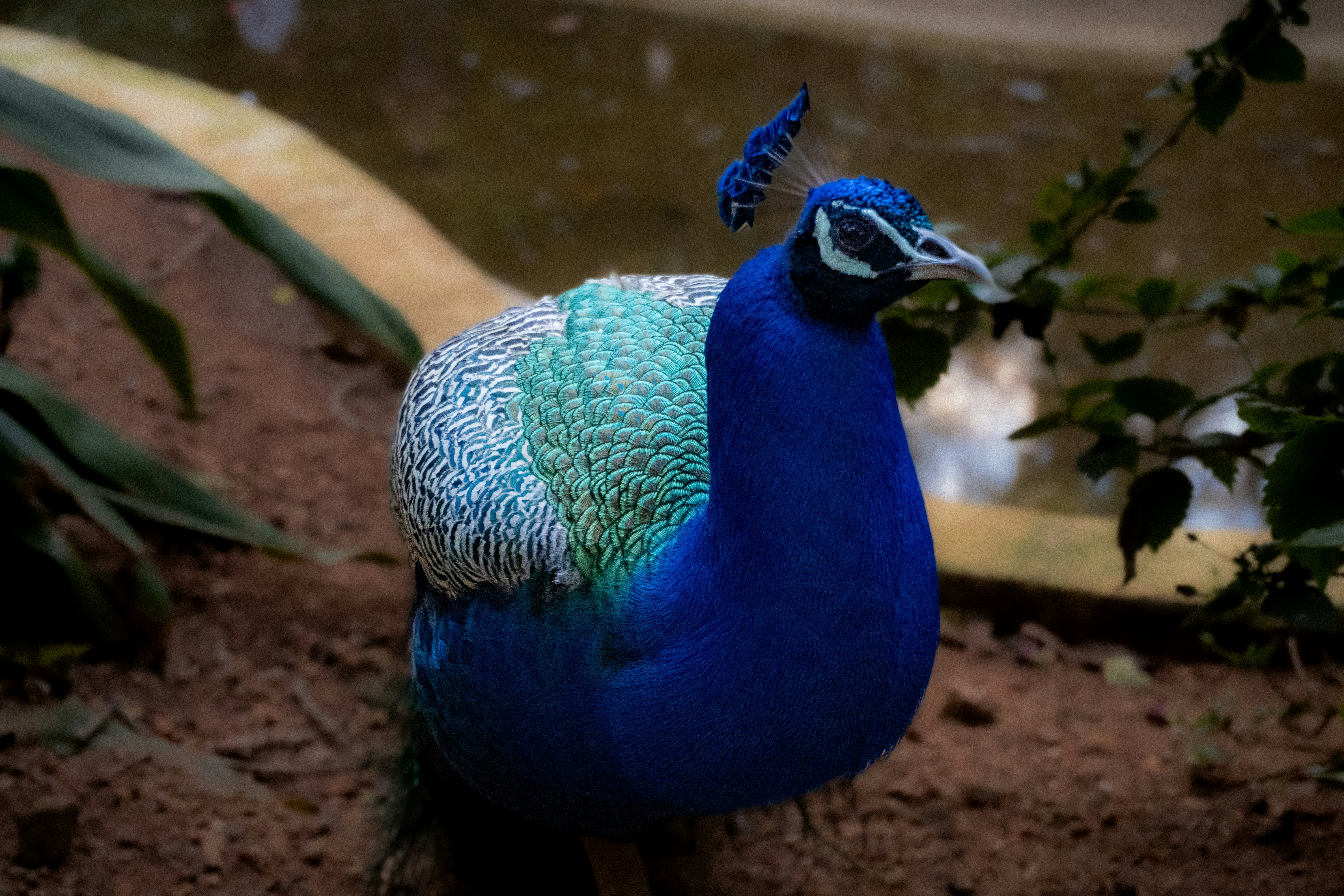 Azure Gaze in Earthen Light: the peacock at rest amid shadowed foliage