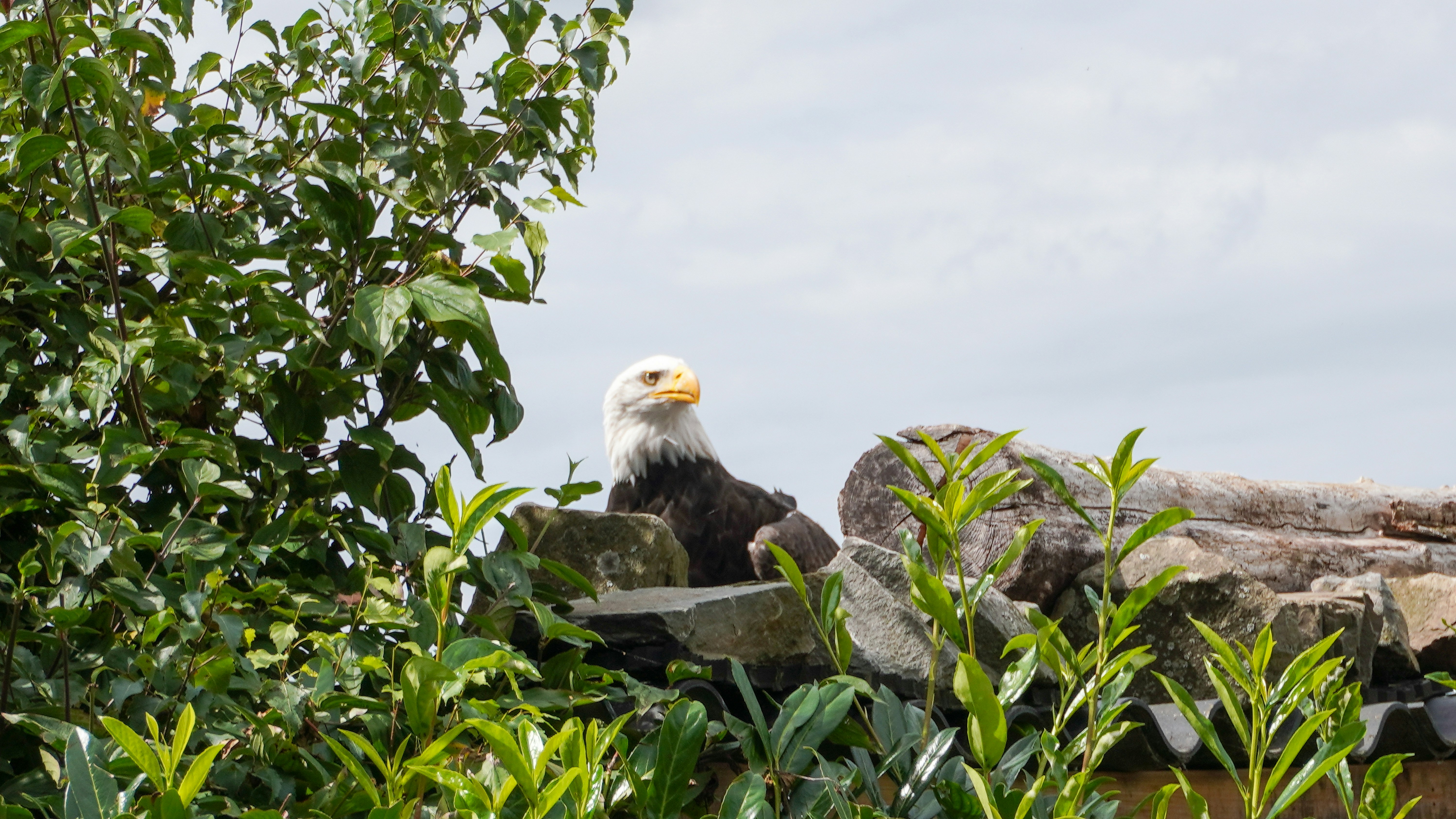 Stone Perch, Vigilant Gaze: A Bald Eagle Among Greenery