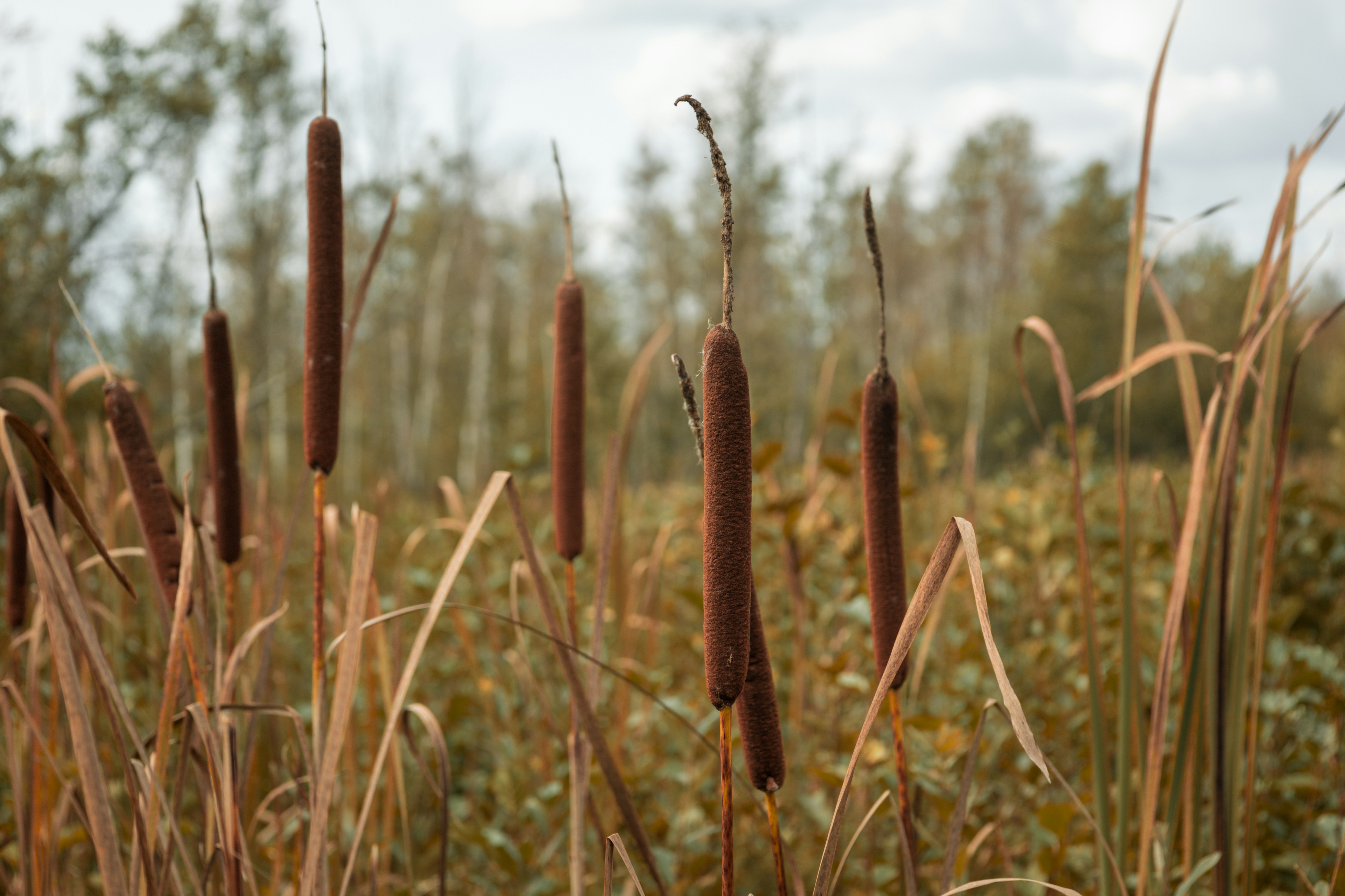 Whispers of the Wetlands: Nature's Textured Palette