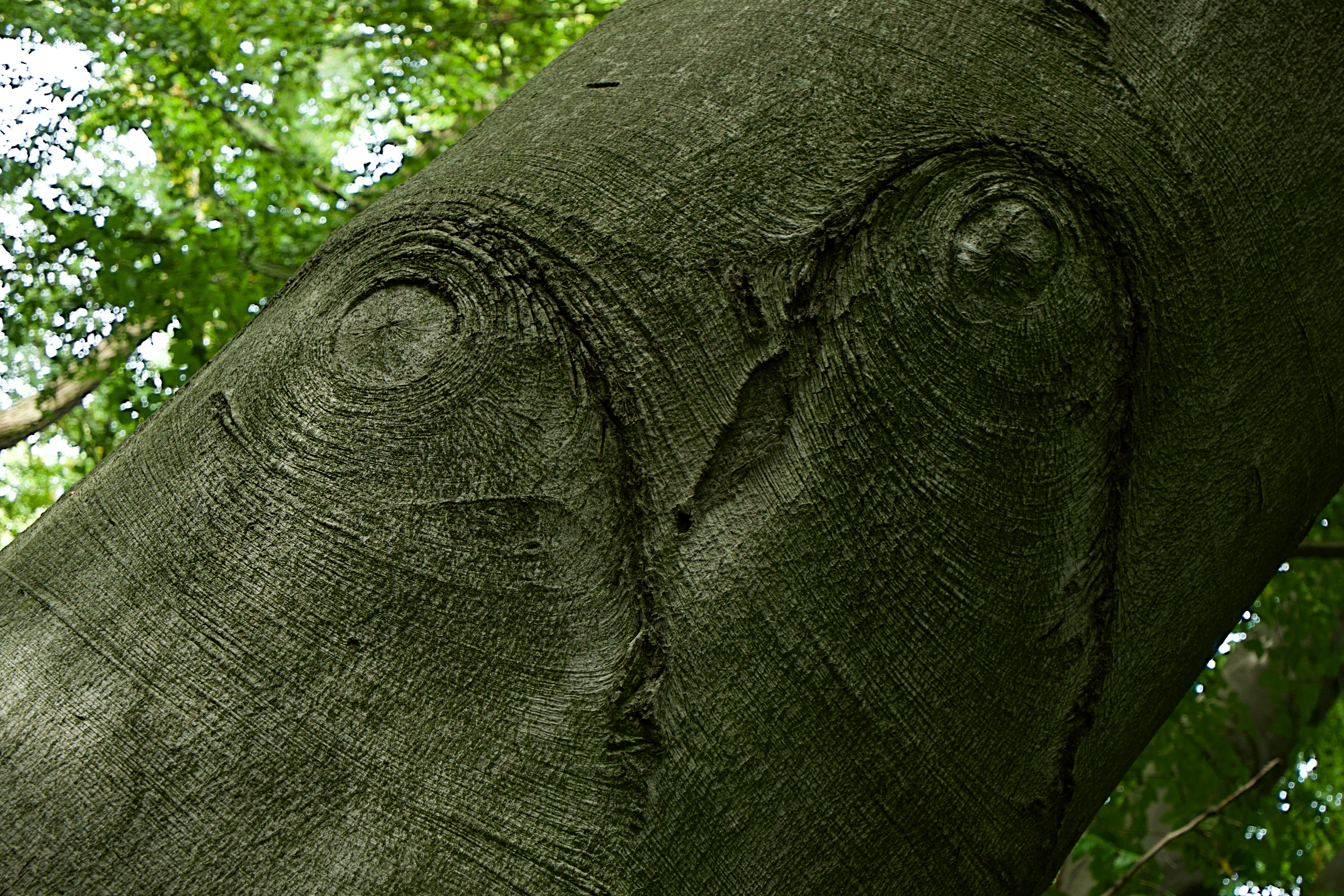 Rings of Time: a close-up study of a gnarled trunk's grain