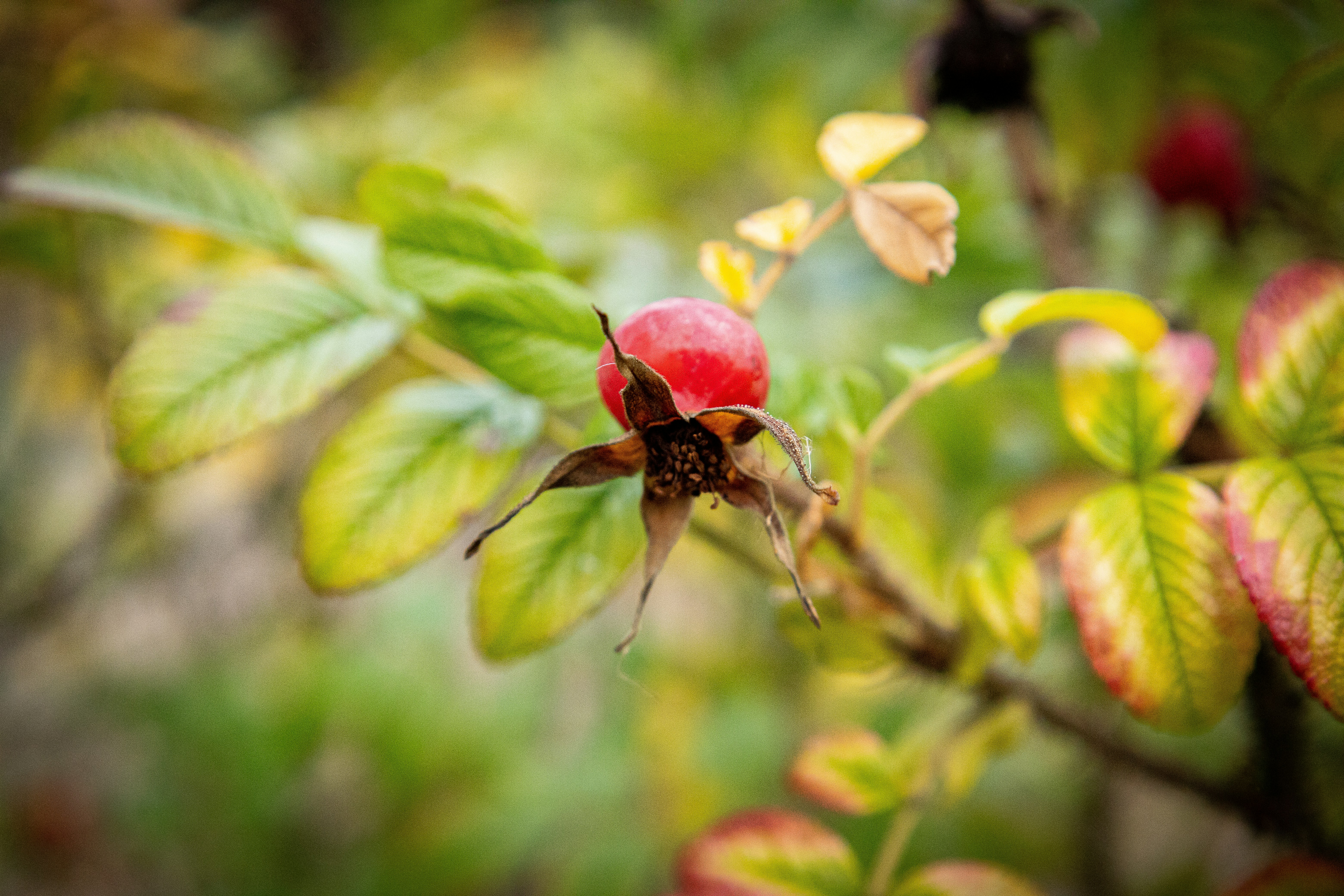 Crimson Rose Hip in Velvet Autumn Blur