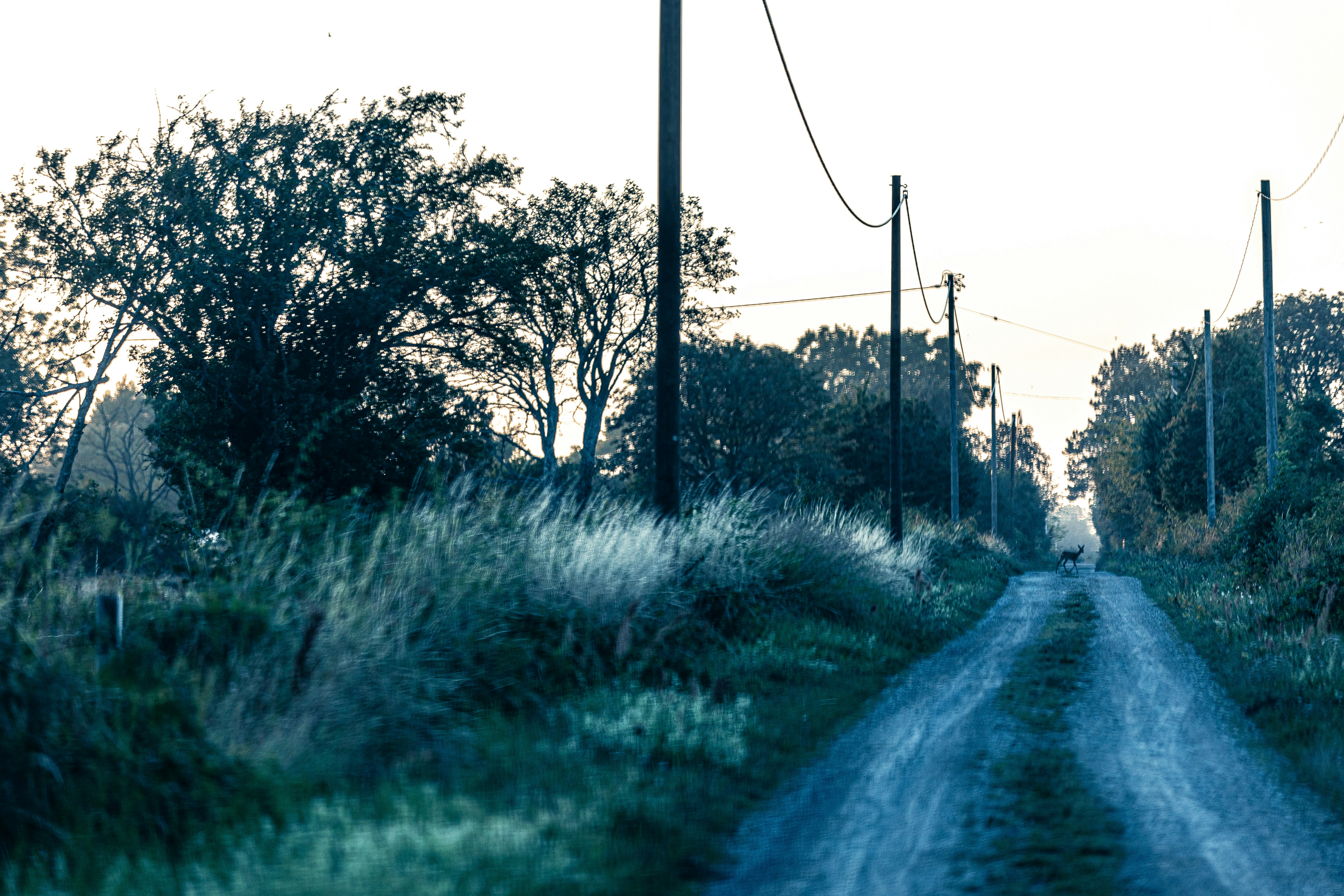 Hushed Blue Hour: A Narrow Gravel Lane Framed by Grasses and Power Lines